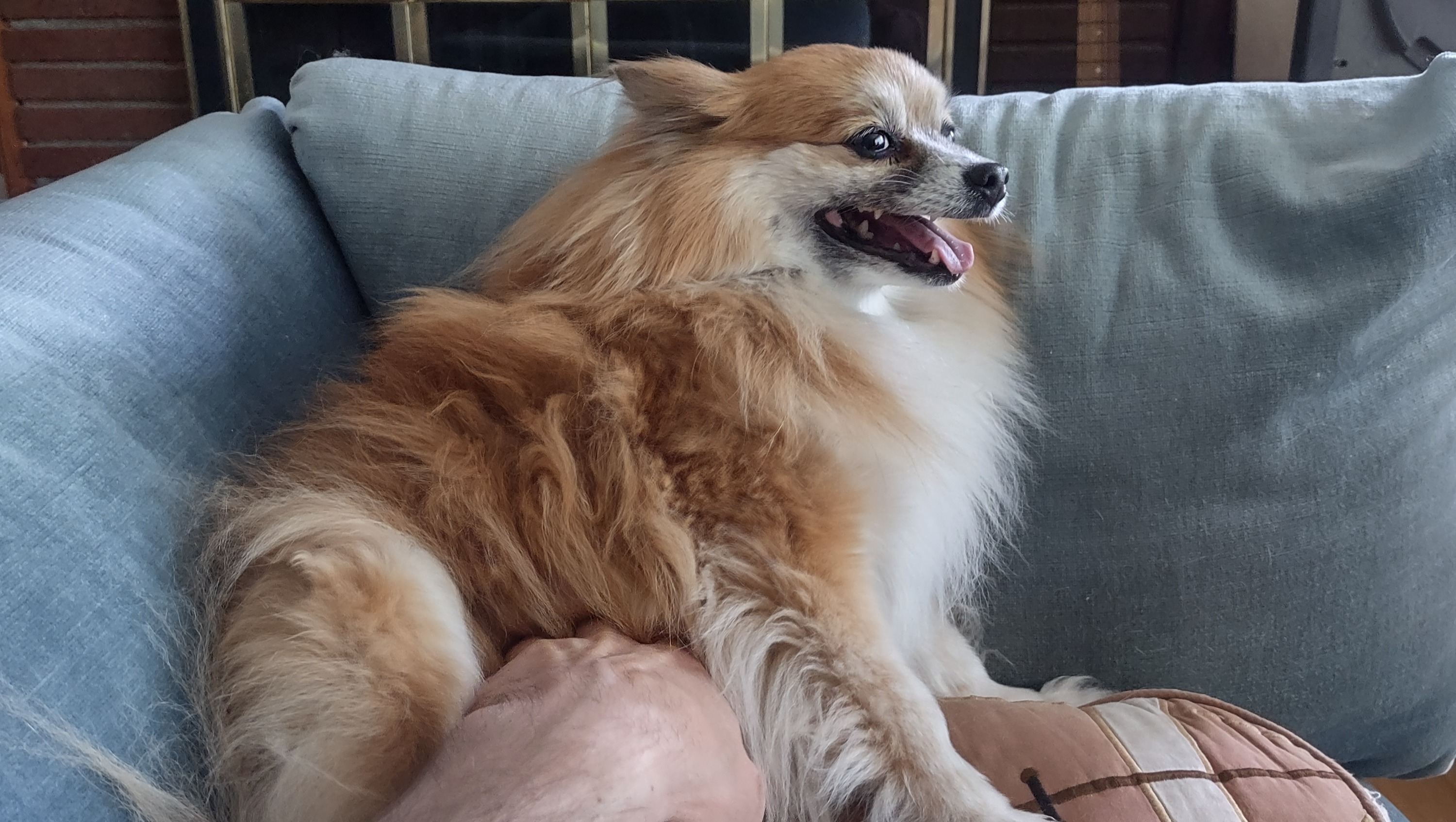 Fundraiser by Jeremy Mendicino : Help Roxie's Paw Heal: Orthopedic Support Needed