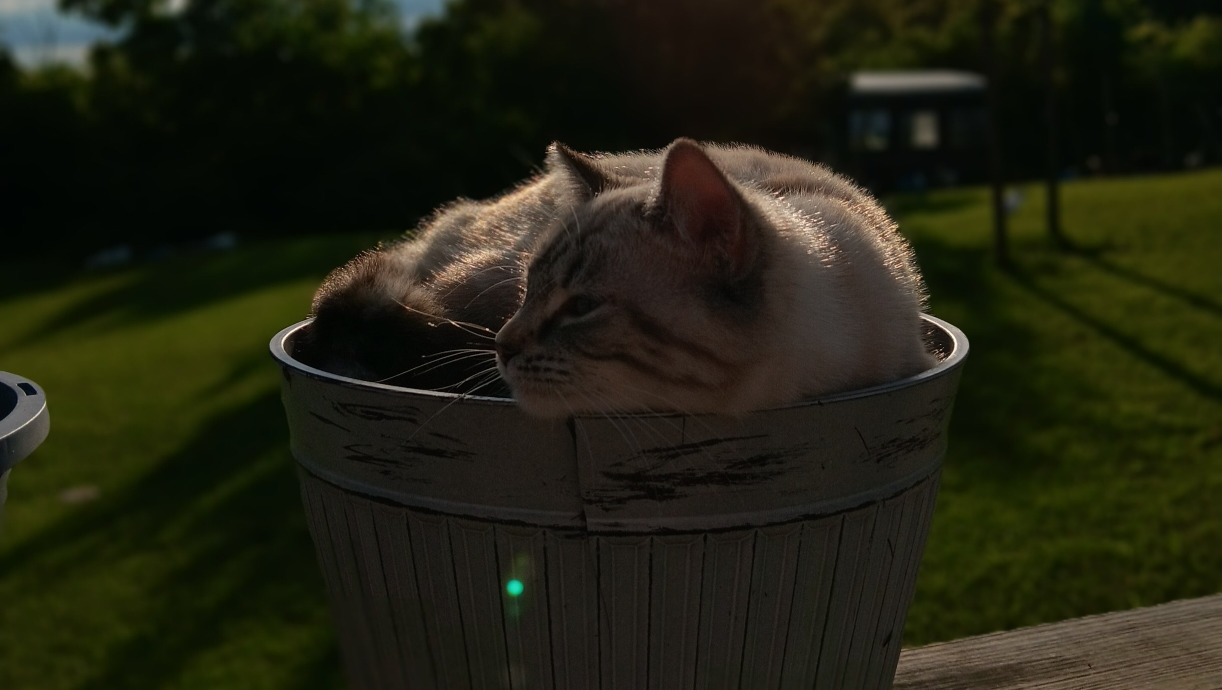 Fundraiser by Timothy Sole : Support the Paws of Hope Cat Sanctuary