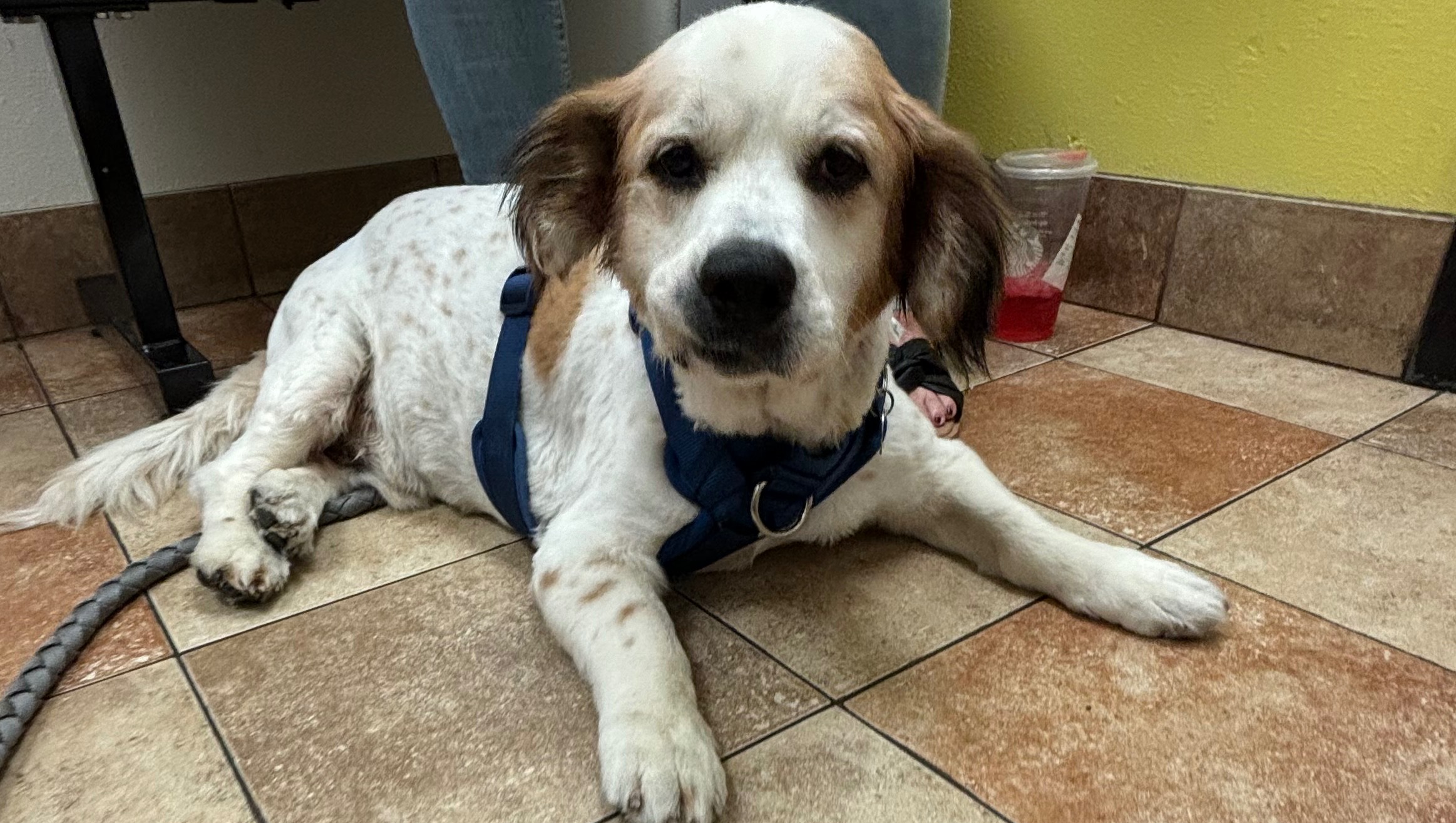 Fundraiser by Christina Downing : Help Buster's Final Wish Come True