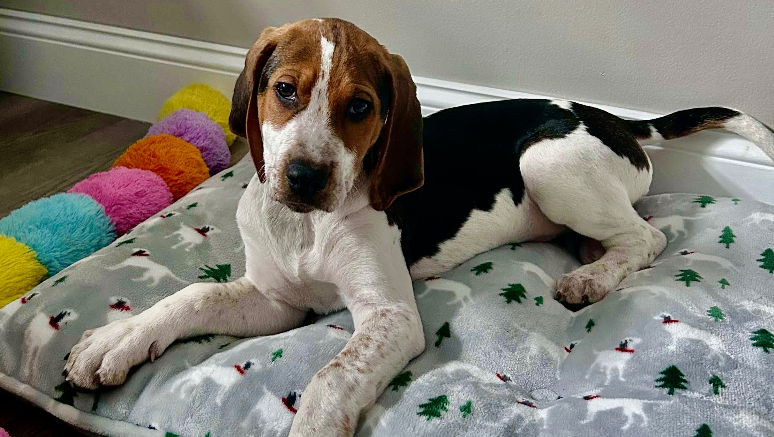 Fundraiser by Carol Hutchison : Support PAWS: Boarding for Homeless Pets