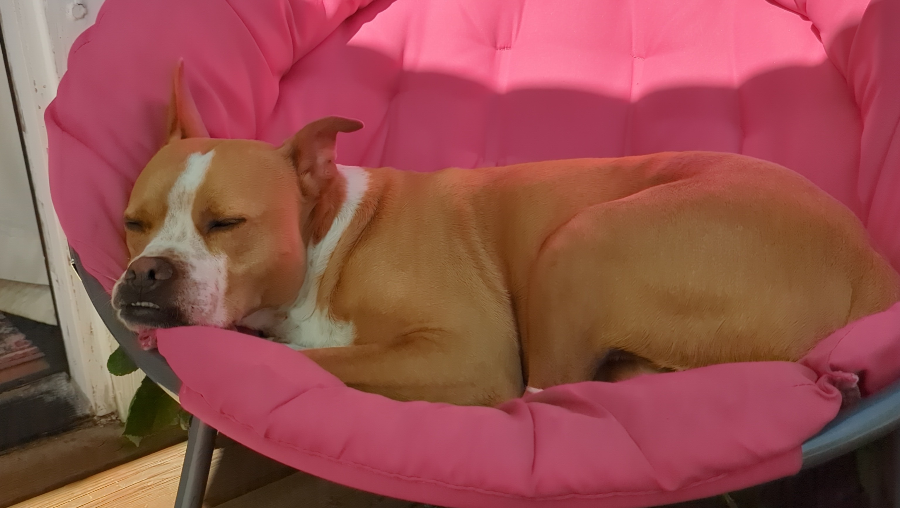 Fundraiser by Christina M : Dexter's Surgery Fundraiser