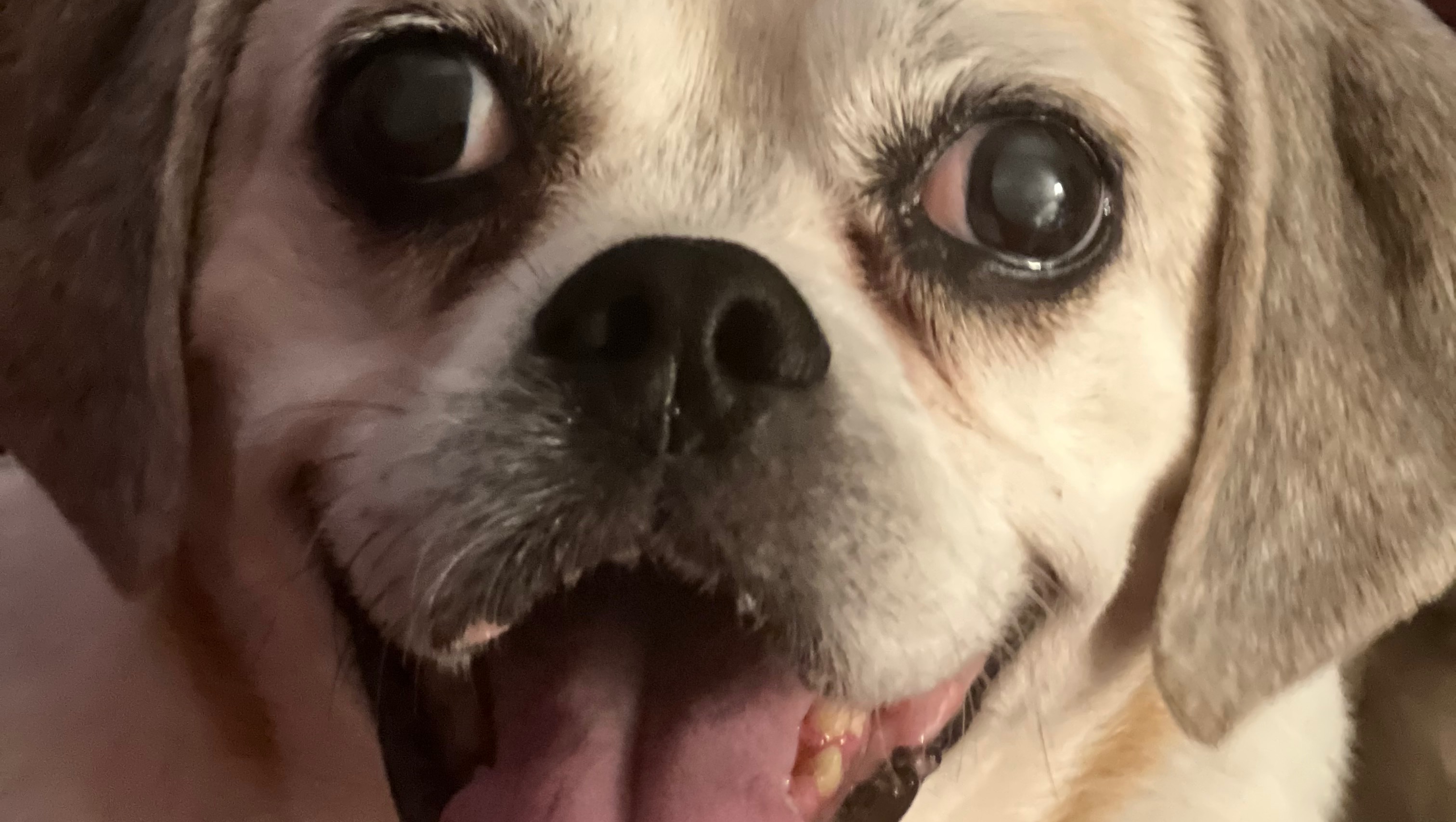 Fundraiser by Krista Beaton : Help Ease Pebbles' Suffering