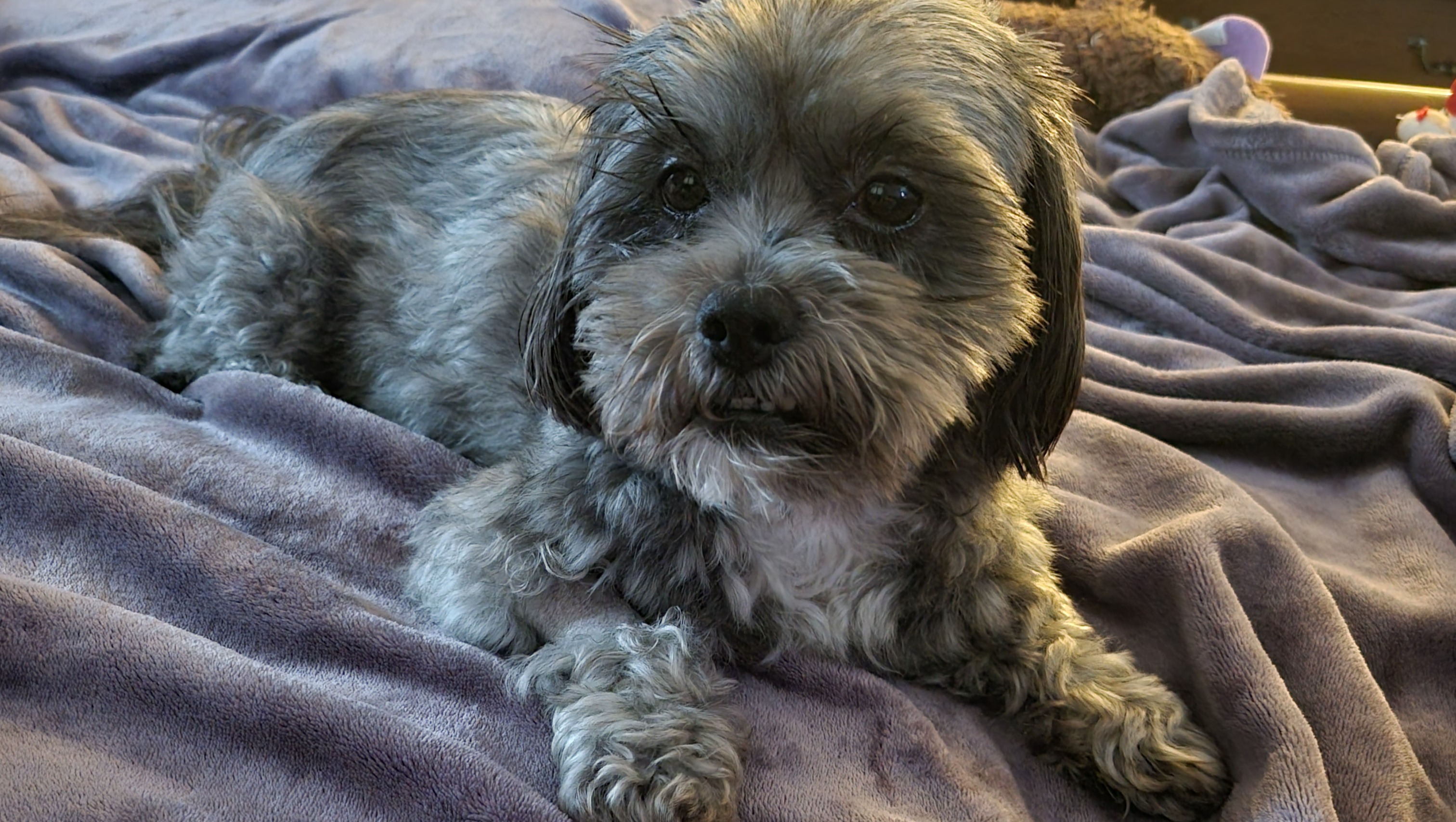 Fundraiser by STEPHANIE CRUZ : Emergency Surgery Needed for Zeus