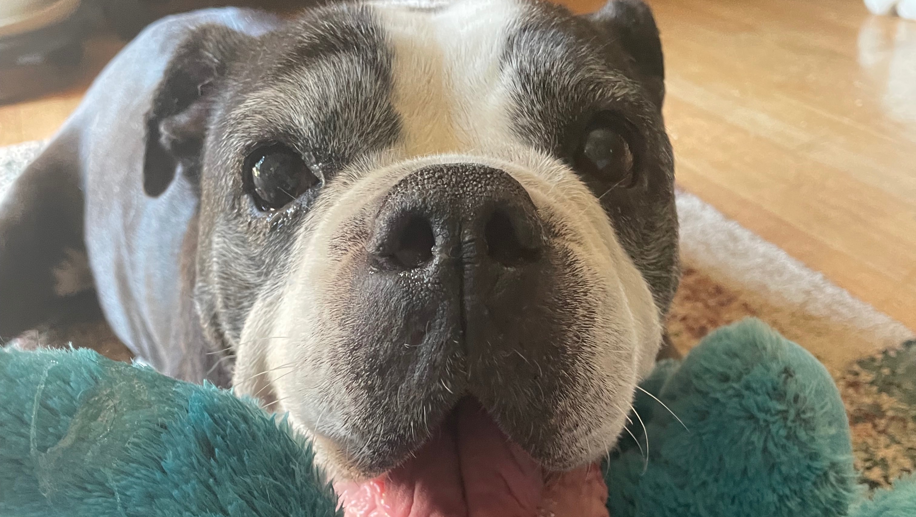 Fundraiser for Lyndsey King by Kyla Davis : Support Coco's Final Journey