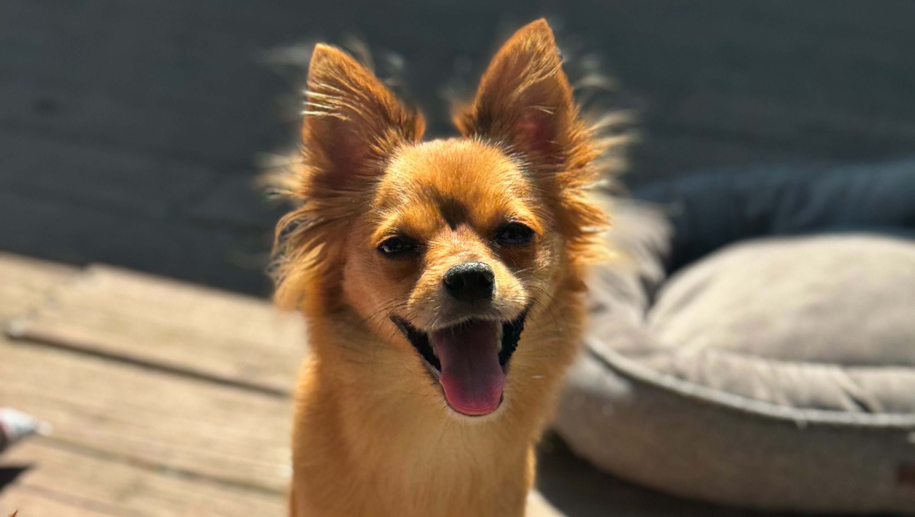 Fundraiser by Lauren Zinszer : Fund Juni's Life-Saving Heart Surgery