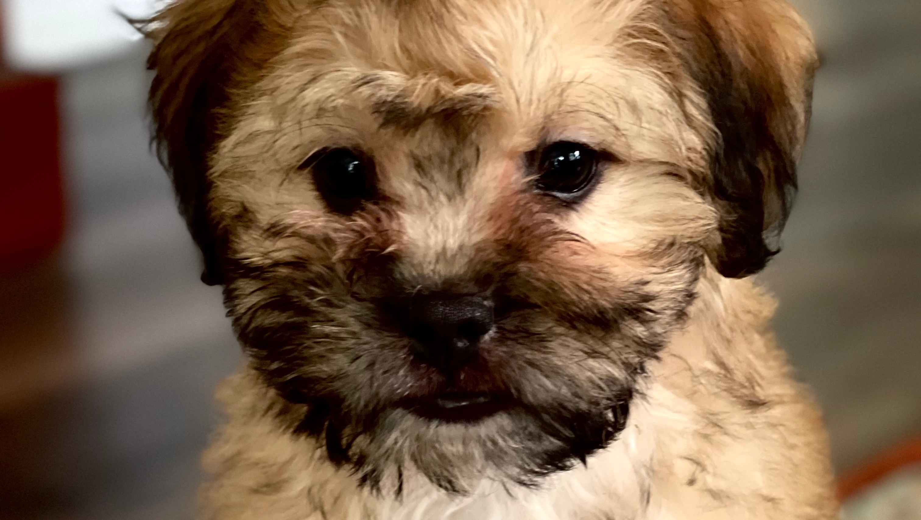 Fundraiser by Courtlynn Rose : Support Courtlynn's Journey to Get ...