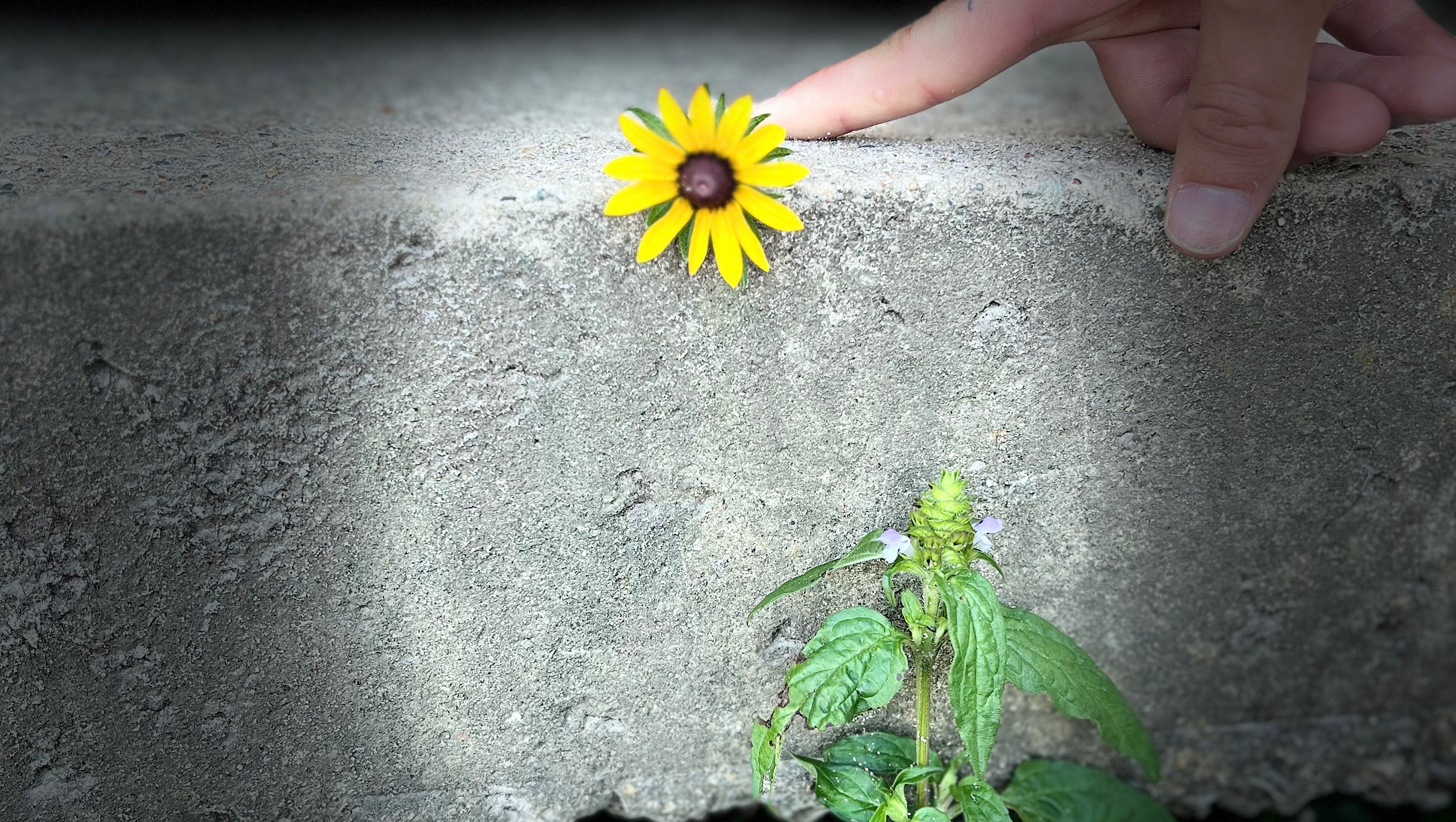 Fundraiser by Skylena Hartley : Help Skylena Hartley Secure Legal Aid