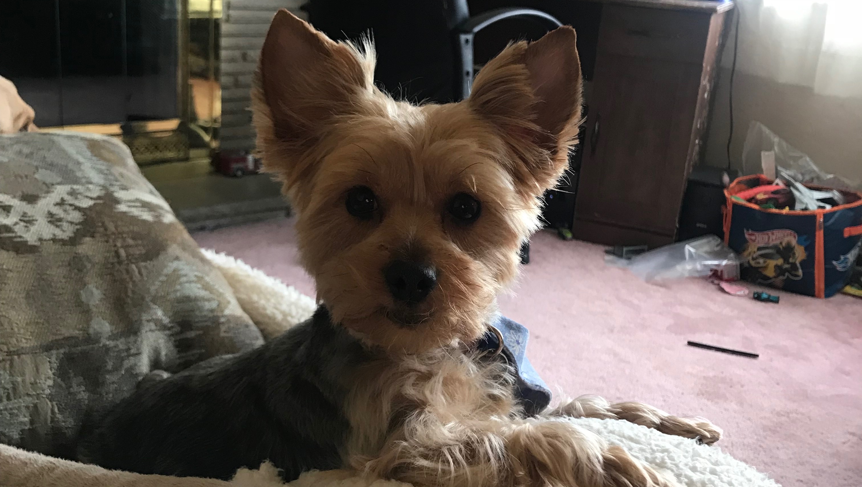 Fundraiser by Colleen Schaffer : Help Bring Paisley Home ️