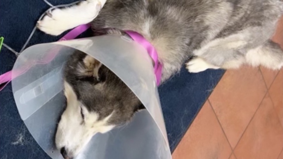 Fundraiser by Amy Lantigua Fuentes : Help Bring Rocko Home After Surgery