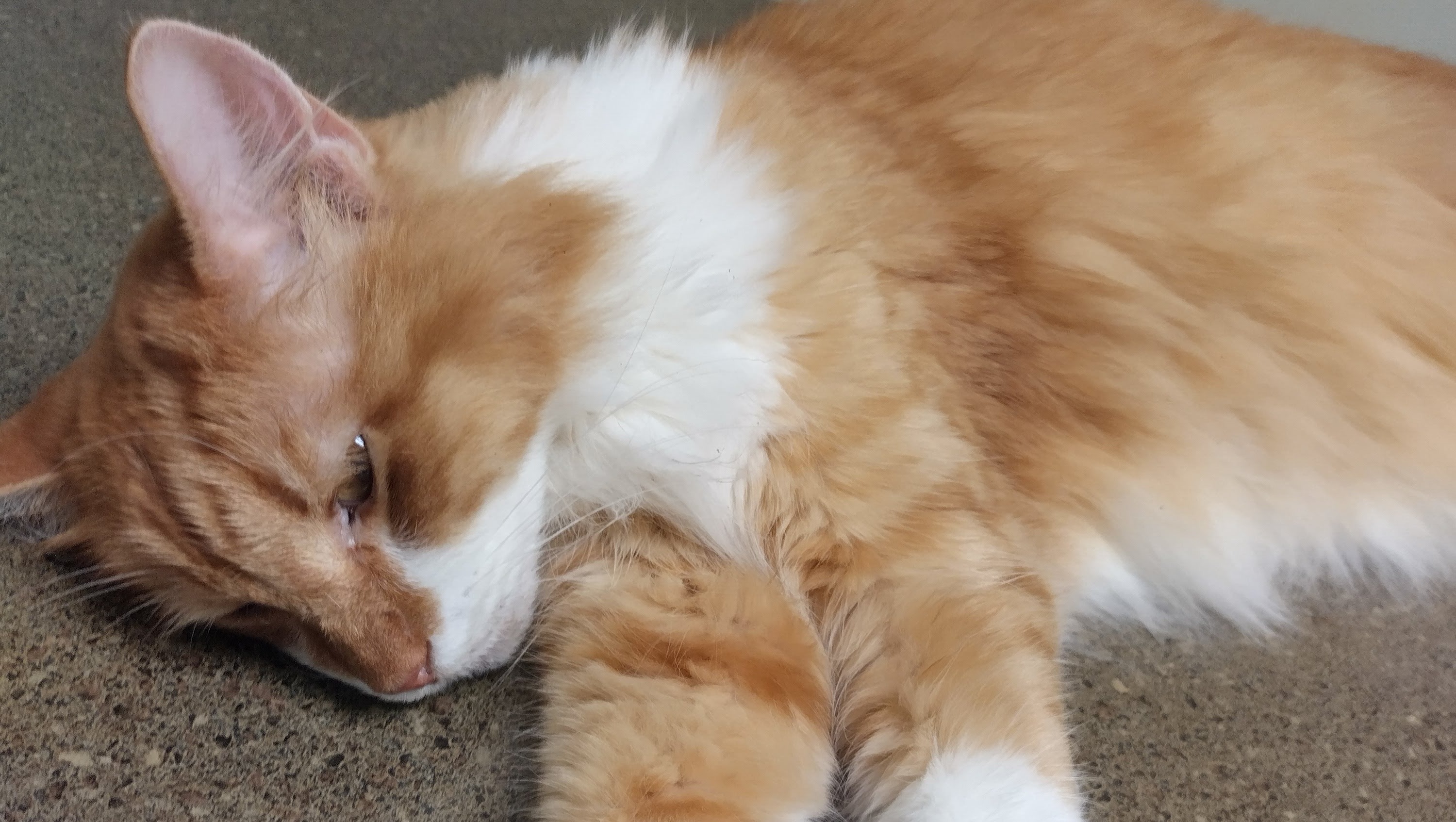 Fundraiser by Zeanne Hallback : Support Tank's Road to Recovery