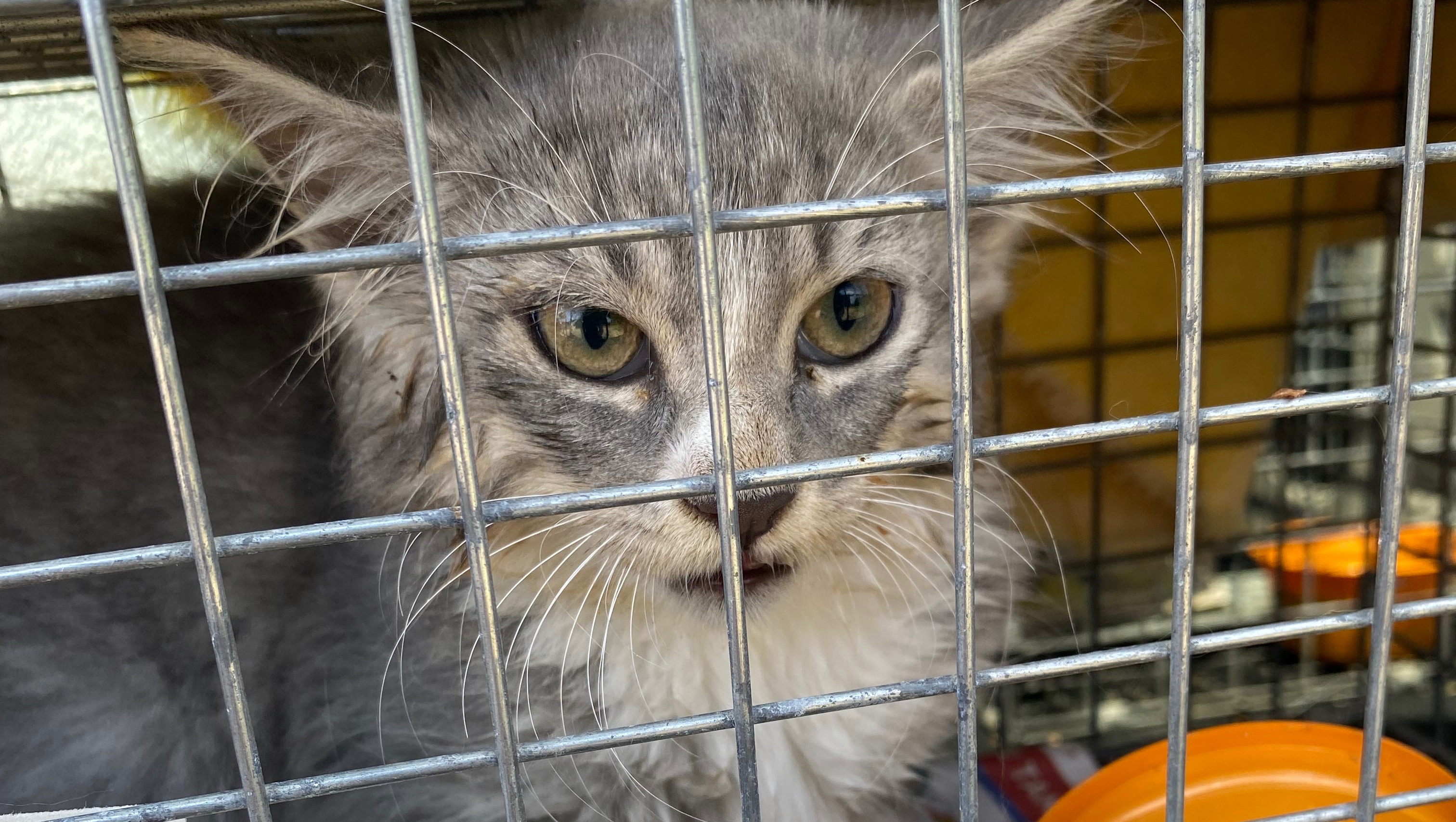 Fundraiser by Sara McLain : Help South Beloit TNR Save More Cats