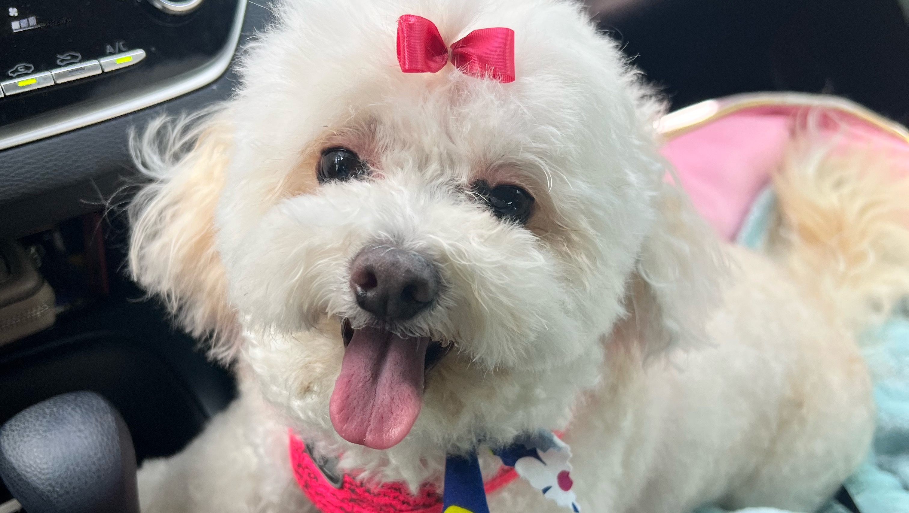 Fundraiser by Lina Maldonado : Help Molly Walk Again: Support Her ...