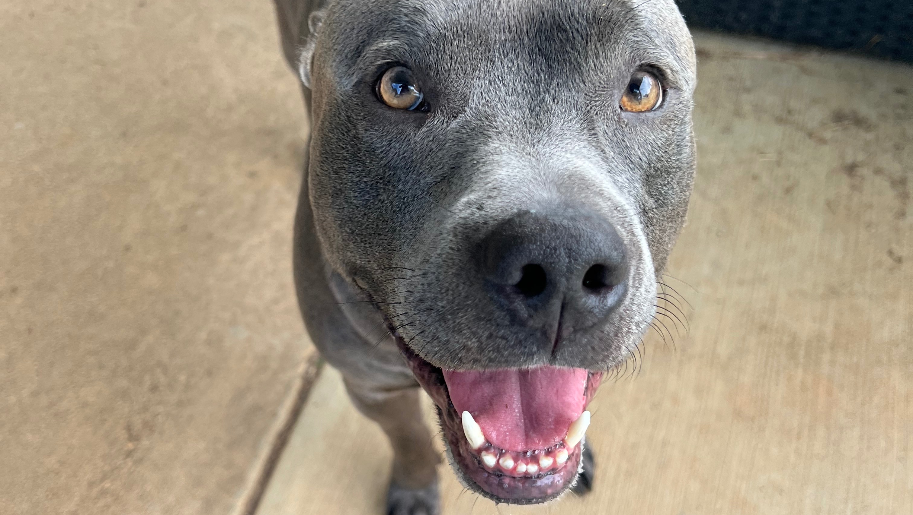 Fundraiser by Haley Landreth : Join Brutus' Fight to Walk Again