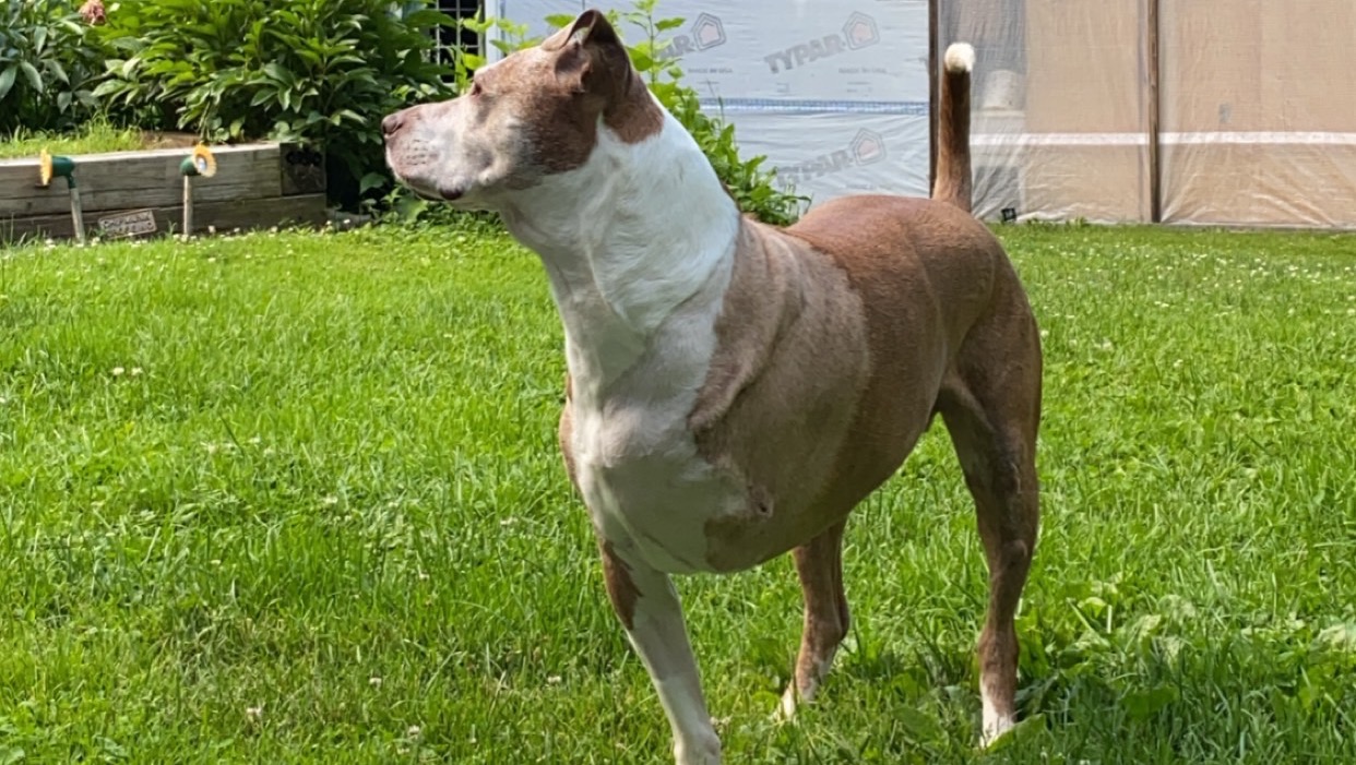 Fundraiser by Brittany Kasper : Help Moose Battle Osteosarcoma Bravely