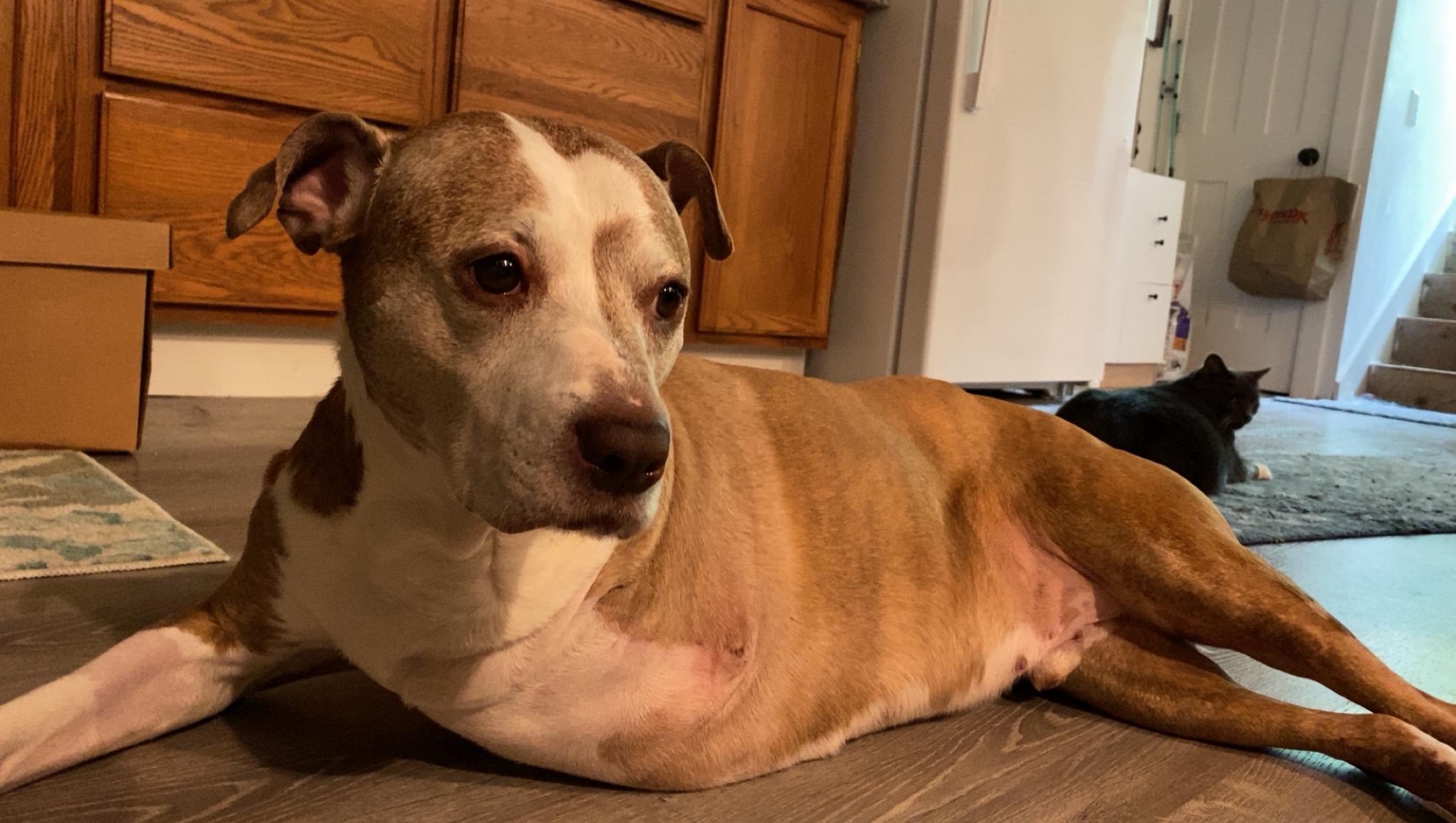 Fundraiser by Brittany Kasper : Help Moose Battle Osteosarcoma Bravely