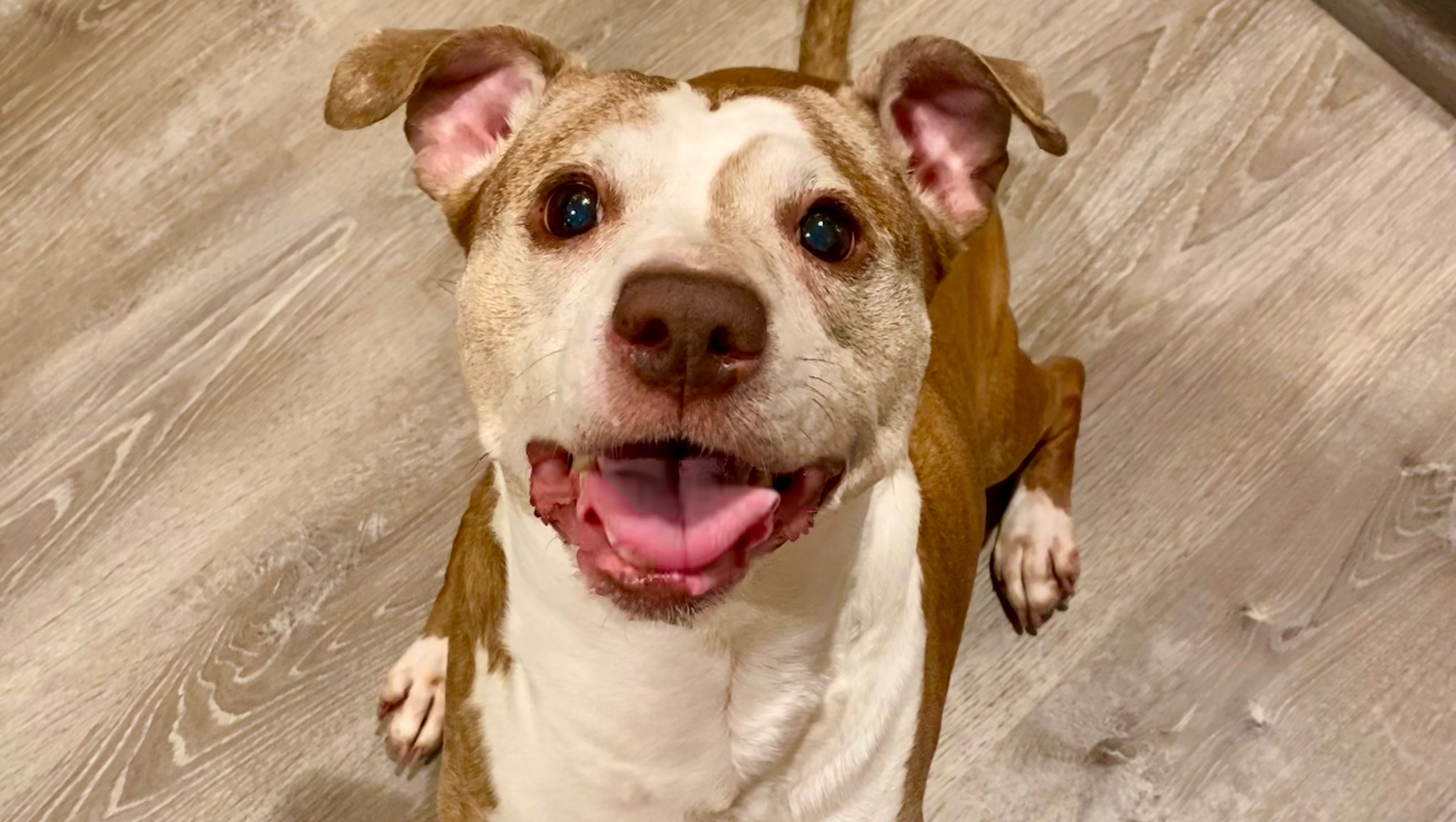 Fundraiser by Brittany Kasper : Help Moose Battle Osteosarcoma Bravely