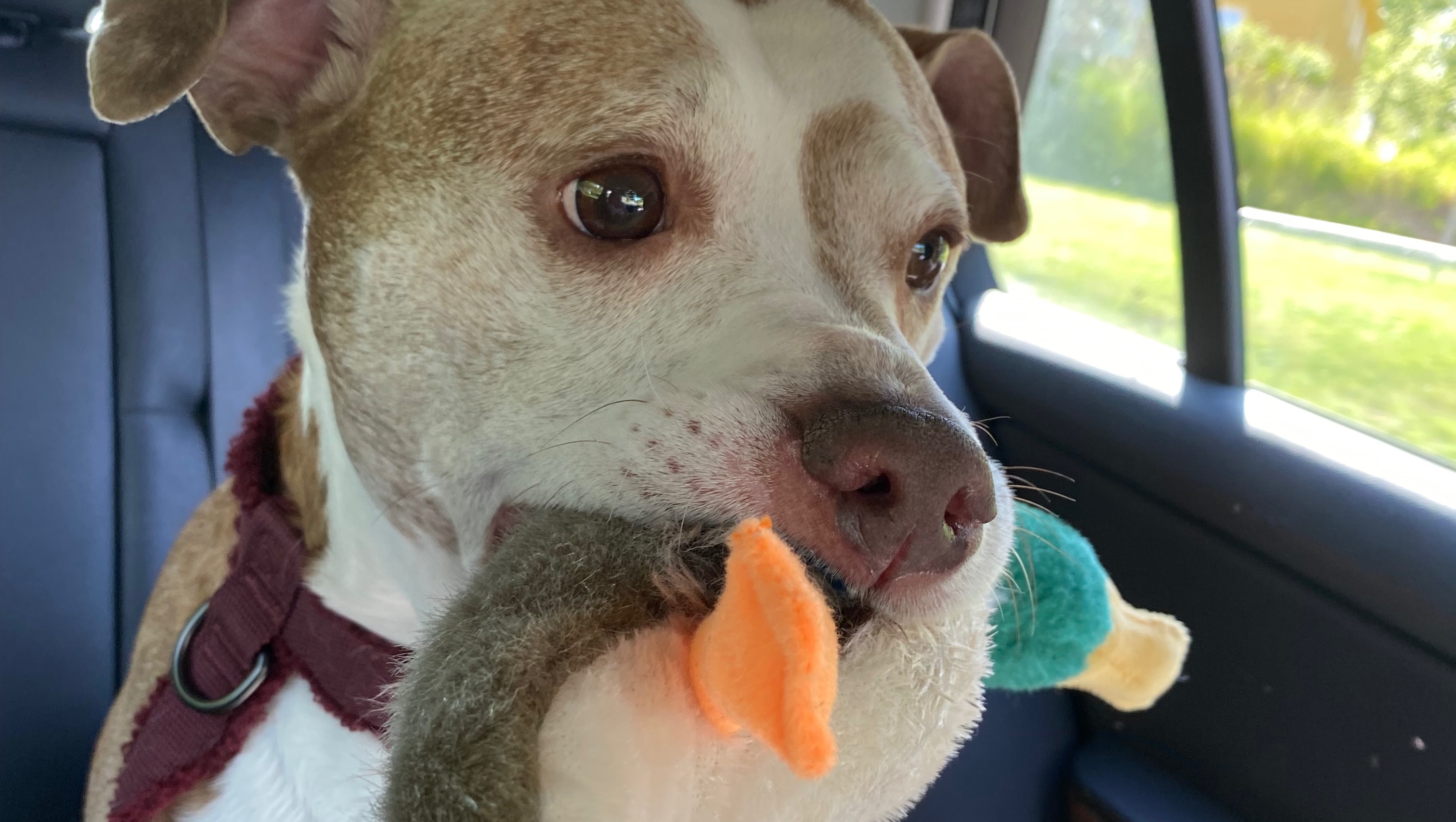 Fundraiser by Brittany Kasper : Help Moose Battle Osteosarcoma Bravely