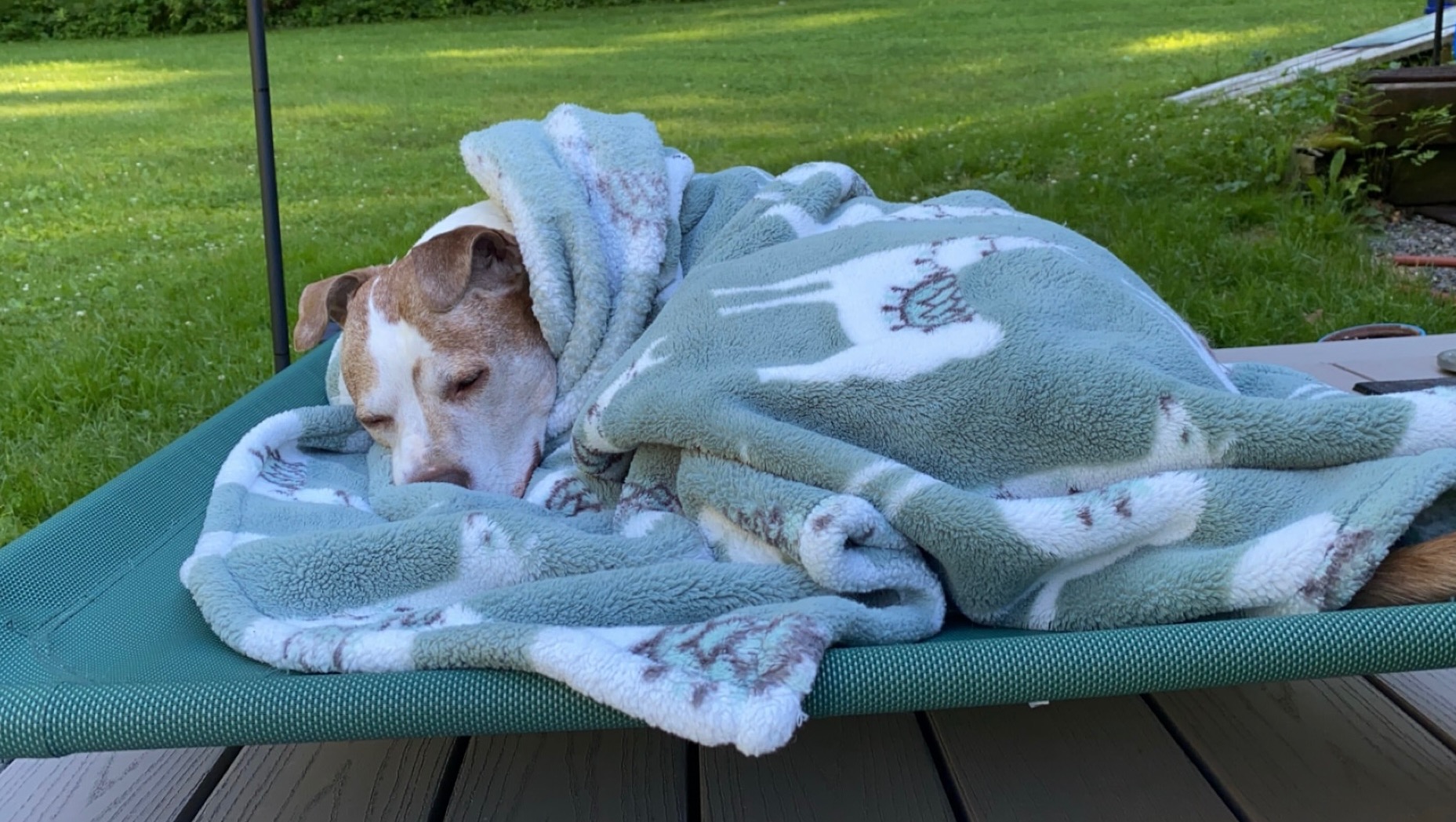 Fundraiser by Brittany Kasper : Help Moose Battle Osteosarcoma Bravely