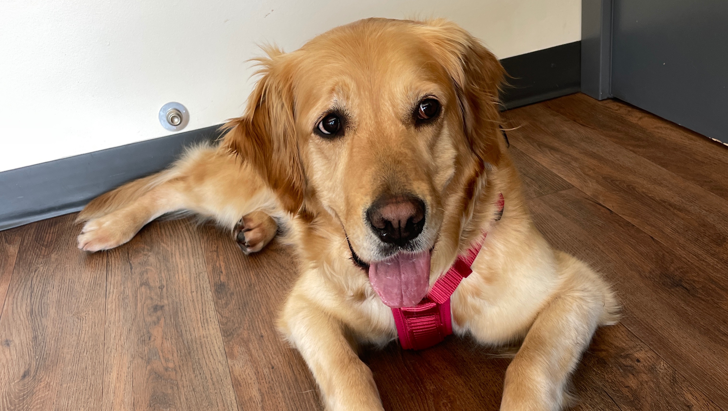 Fundraiser by Anna Dragt : Help Indy Overcome Her Health Challenges