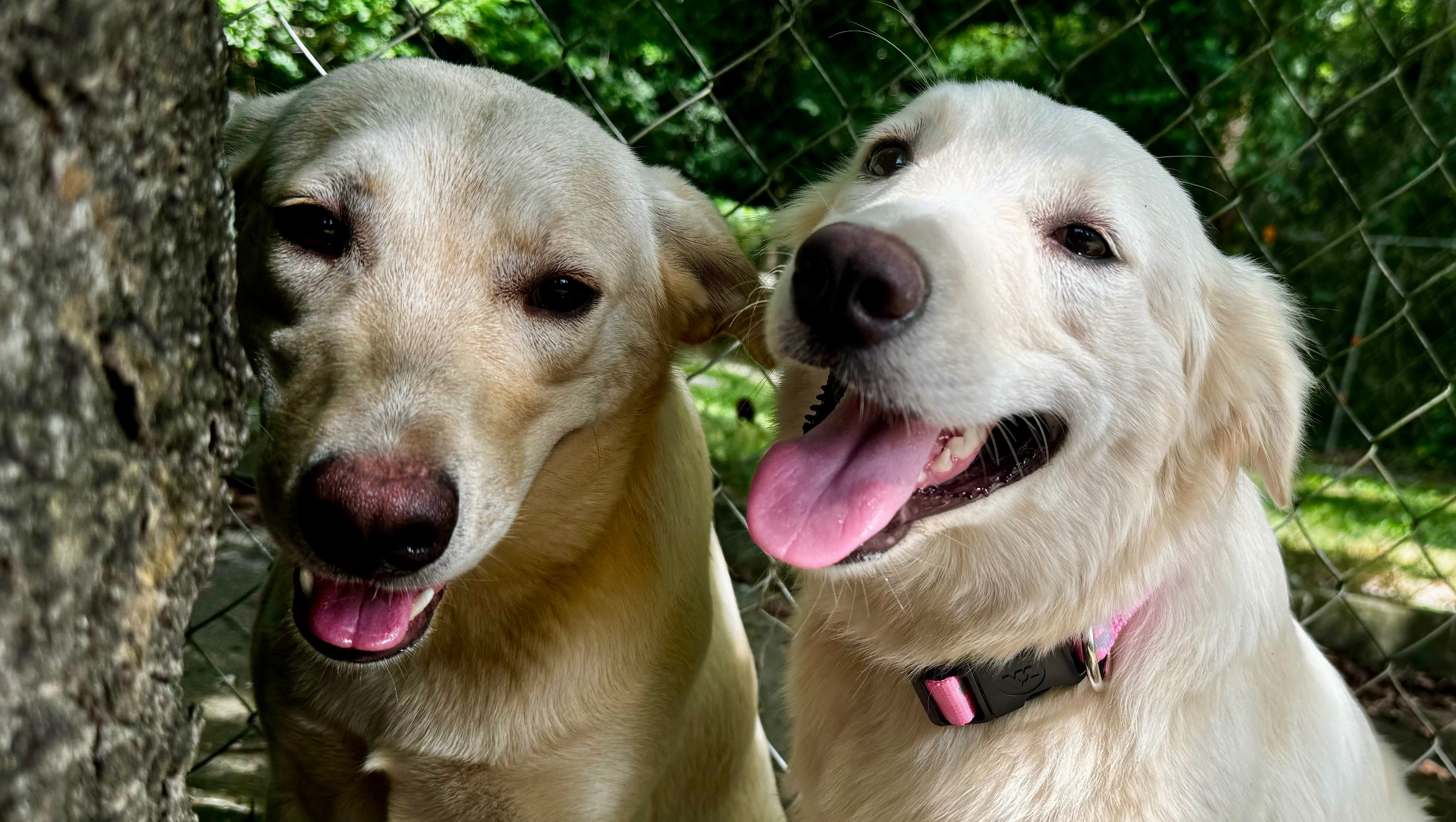 Fundraiser by Lisa Codner : Friends of Finn, Fiona, Molly & other ...