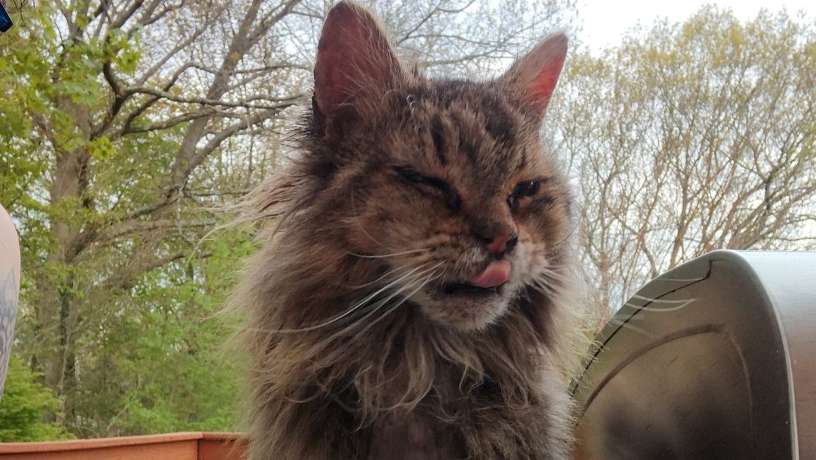 Fundraiser by Gabrielle Solomon : Join Gabby in Saving Her Cat's Life