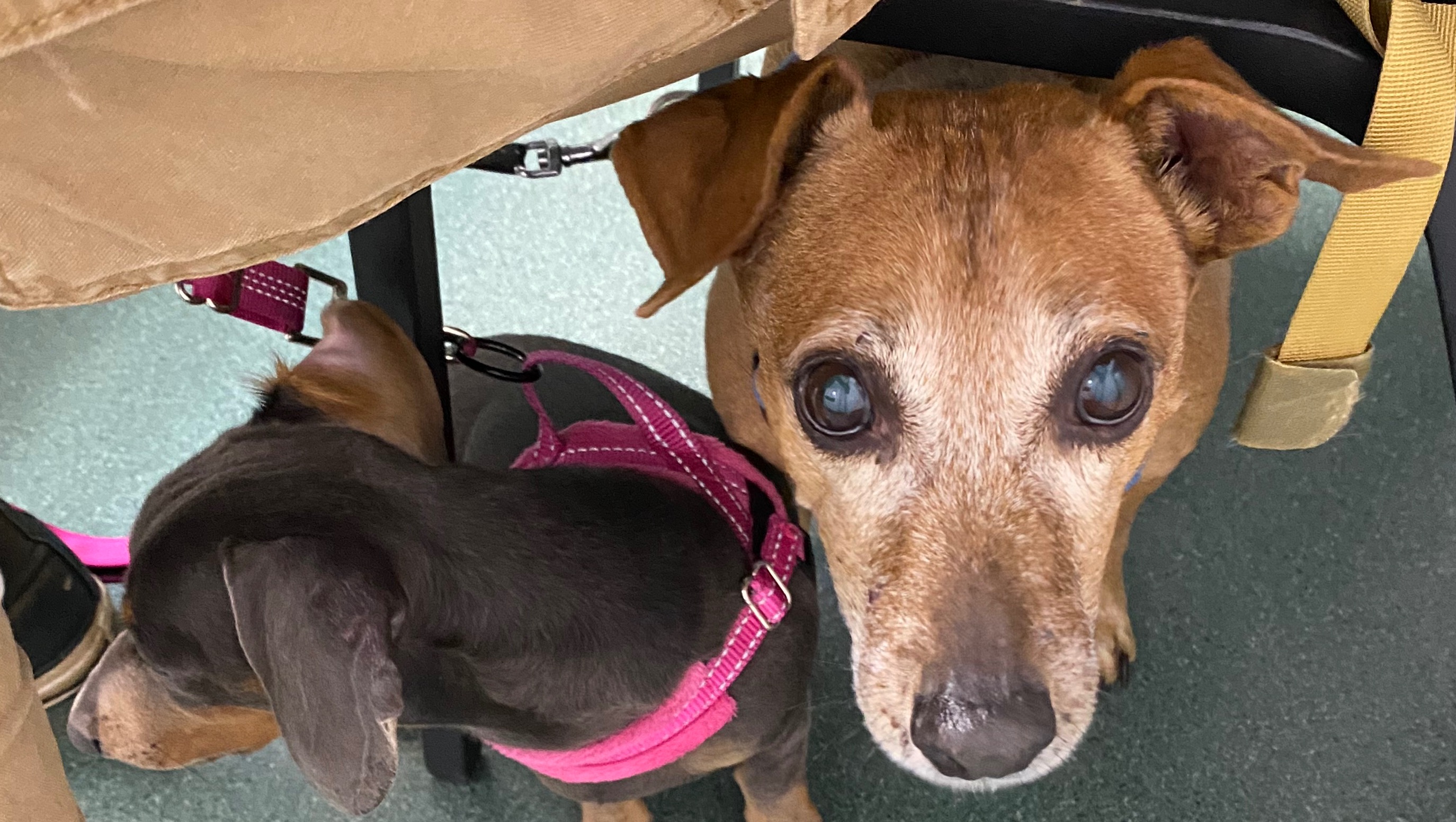 Fundraiser by Roman Levin : Help us save Mango