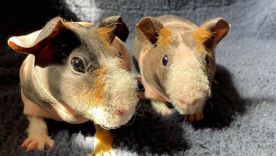 Fundraiser by Hannah McLennan : Help Lusan Farm Co. Move Animals to Safety