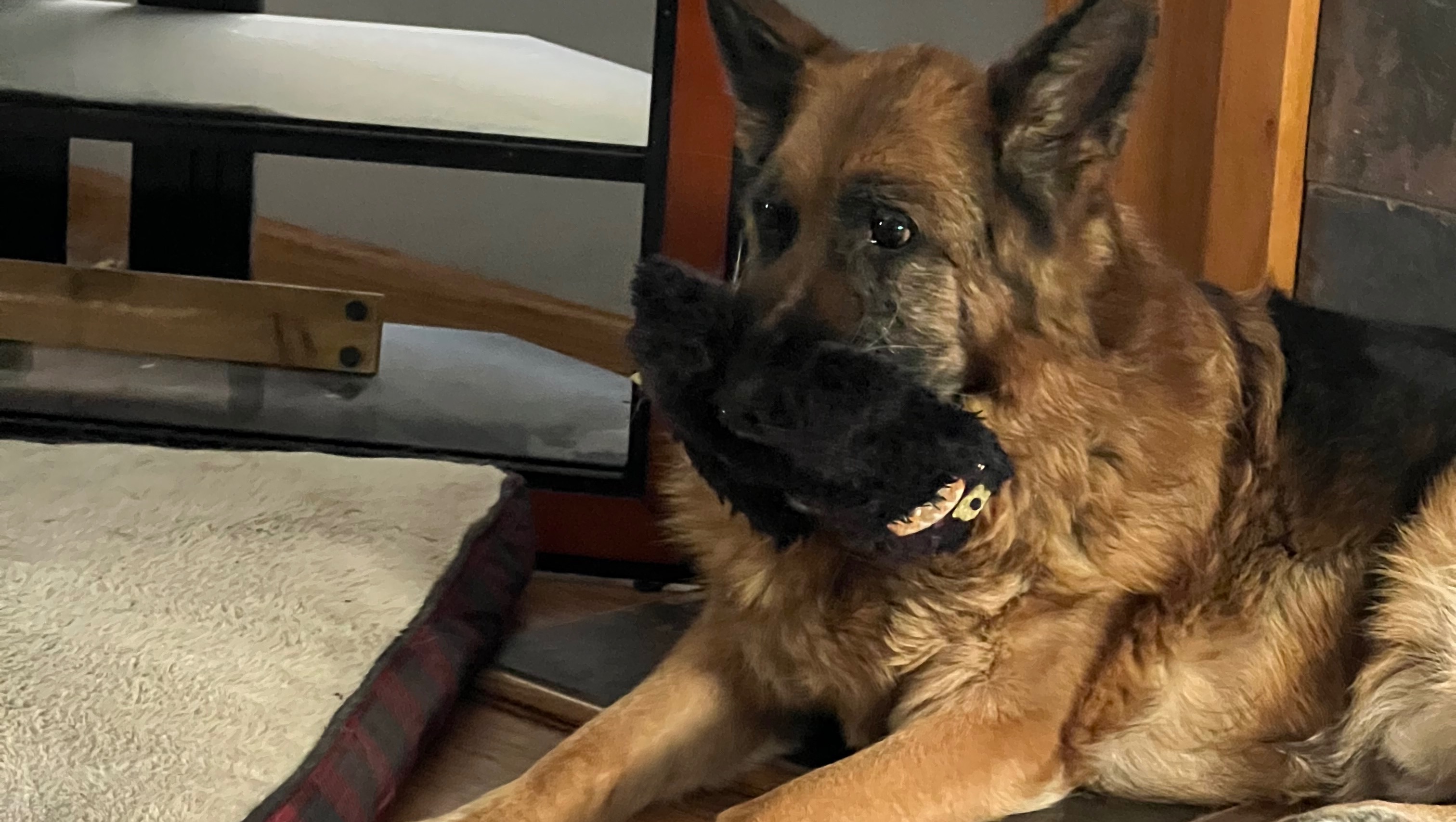 Fundraiser by Brian Woodyard : Support Cy's Emergency Medical Treatment