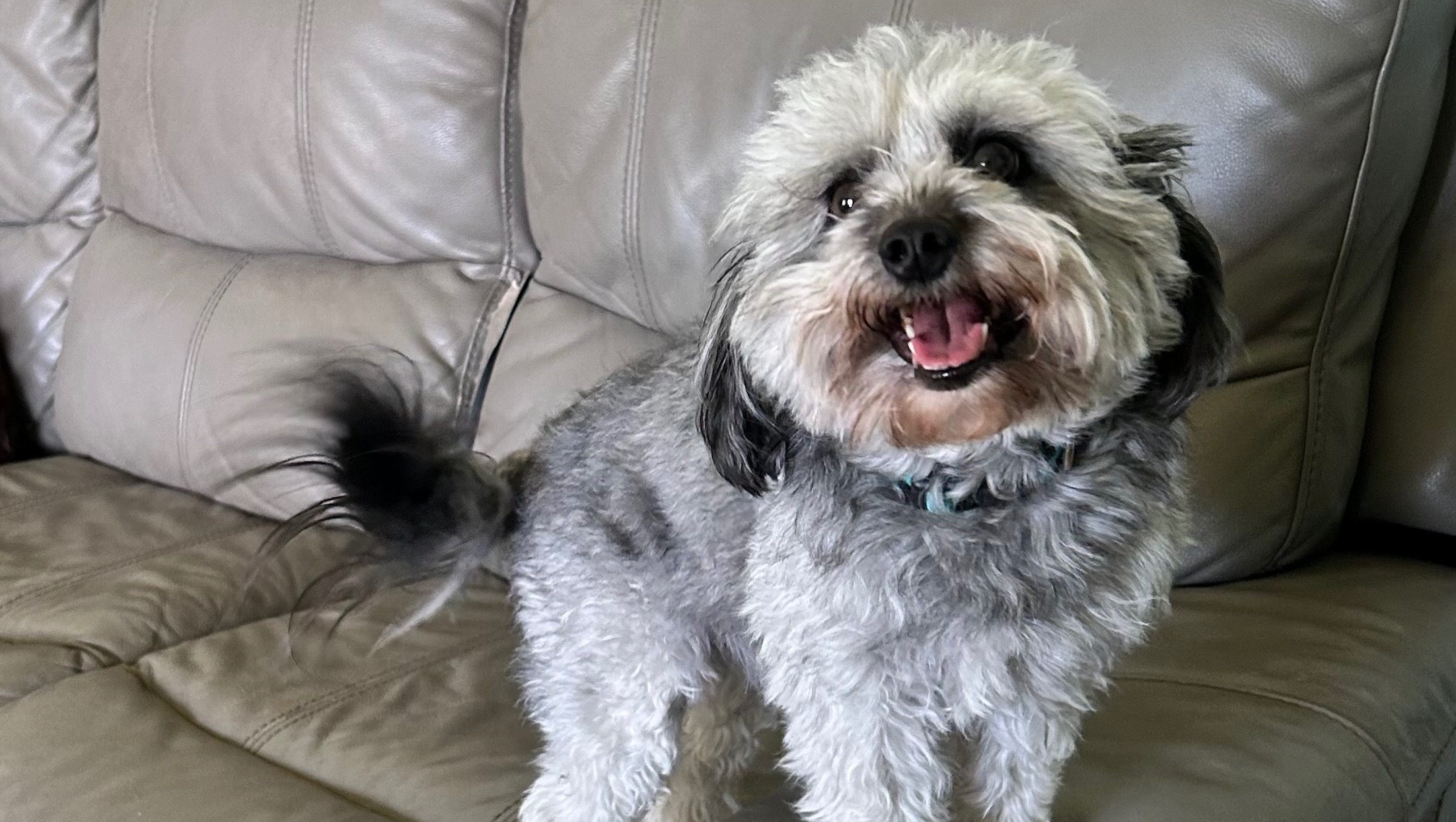 Fundraiser by Saranda Grace : Help Save Baby Huey from Kidney Disease