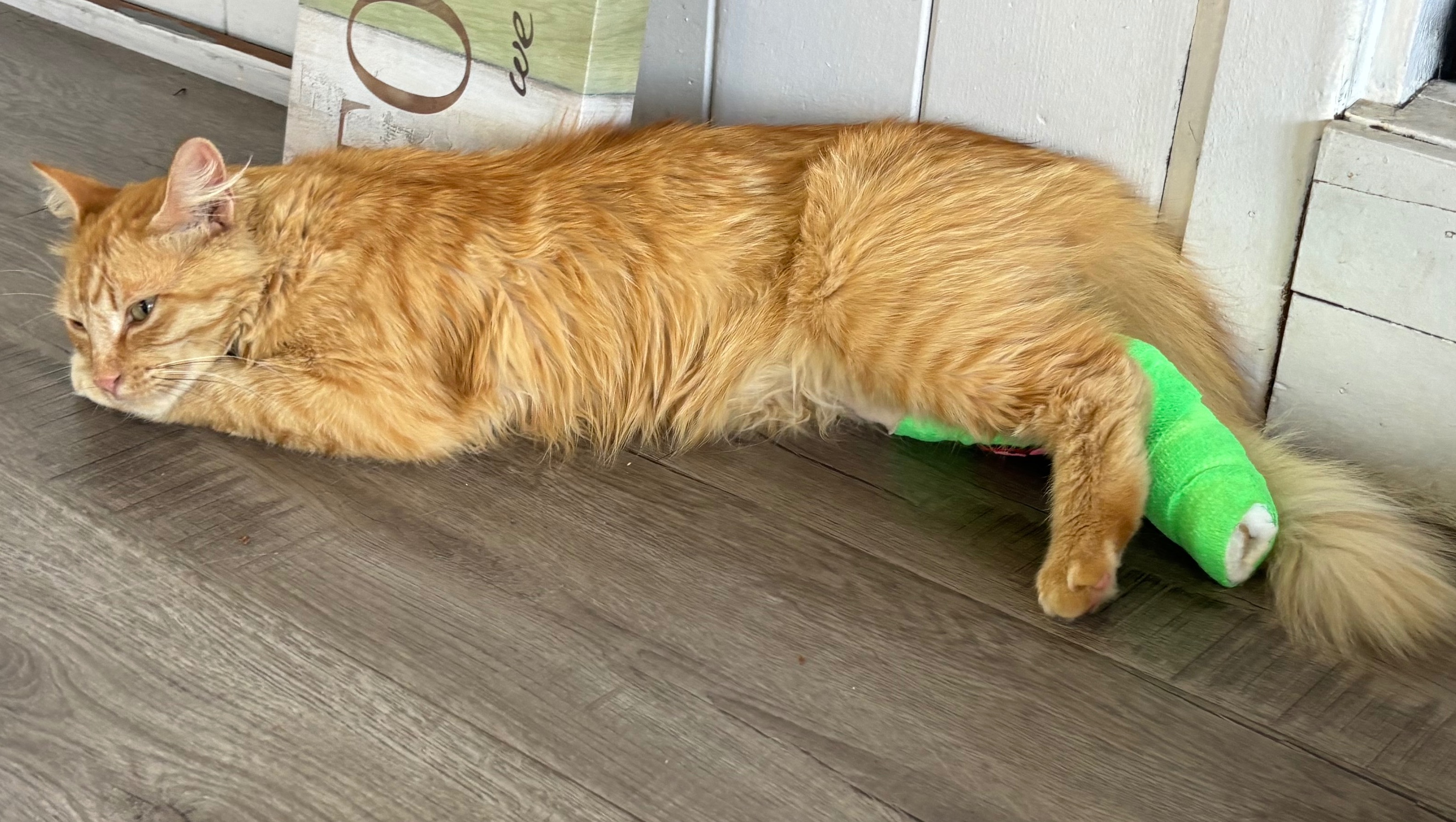 Fundraiser by Dalia Lopez Guzman : Help Save Boo: Shot with an Air Gun.