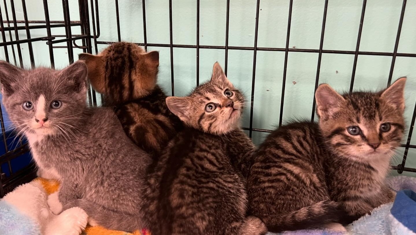 Fundraiser by Sean Casey Animal Rescue : Help Upgrade Our Cats' Living ...