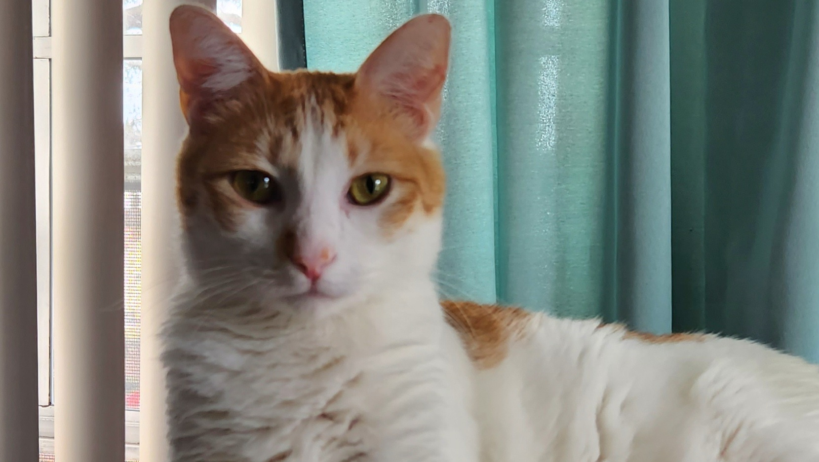 Fundraiser by Lydia Carloni : Chester's Teef Fund