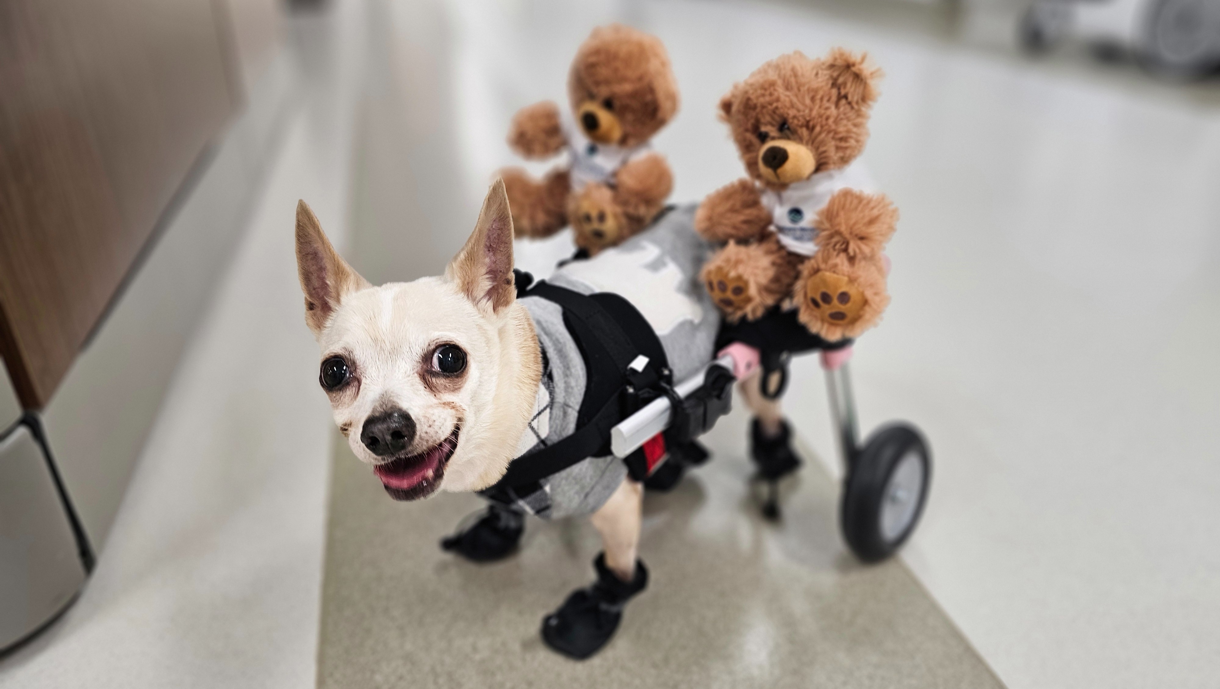 Fundraiser by Rachel Harlow : Help Wally Smile Again