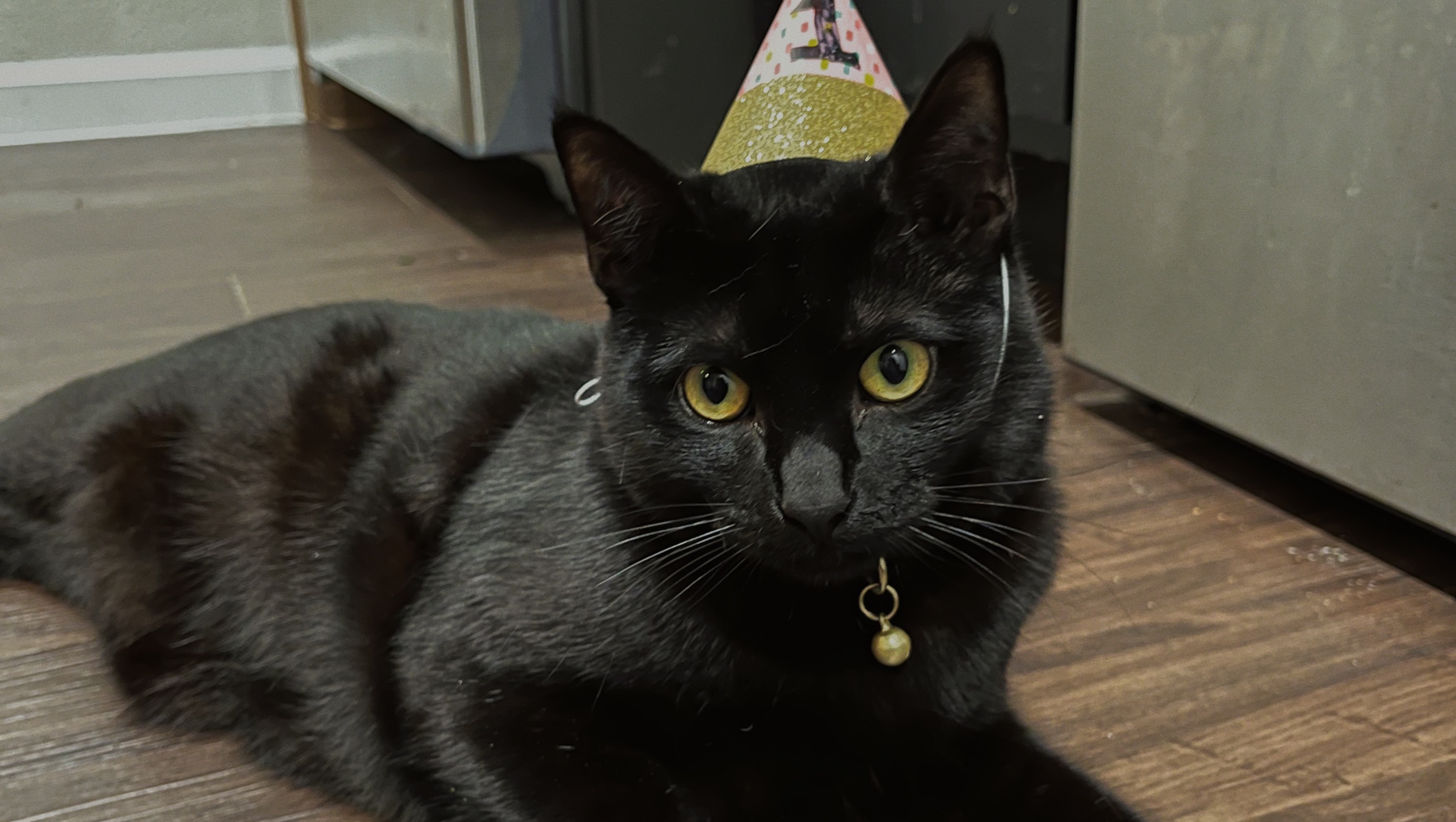 Fundraiser by Madeline Costilla : Support Binx's Road to Recovery