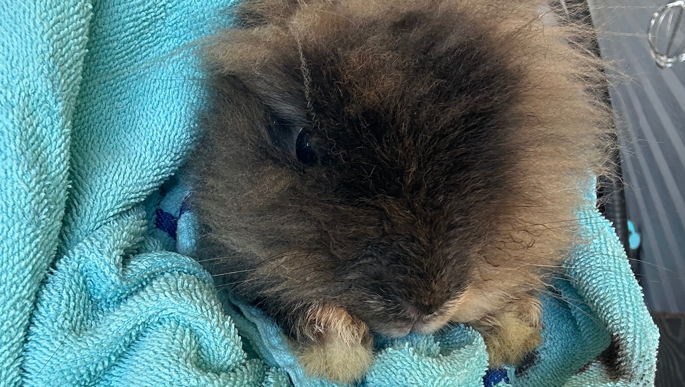 Fundraiser by Abby McKinney : Support Abby's Rescue of Injured Rabbit