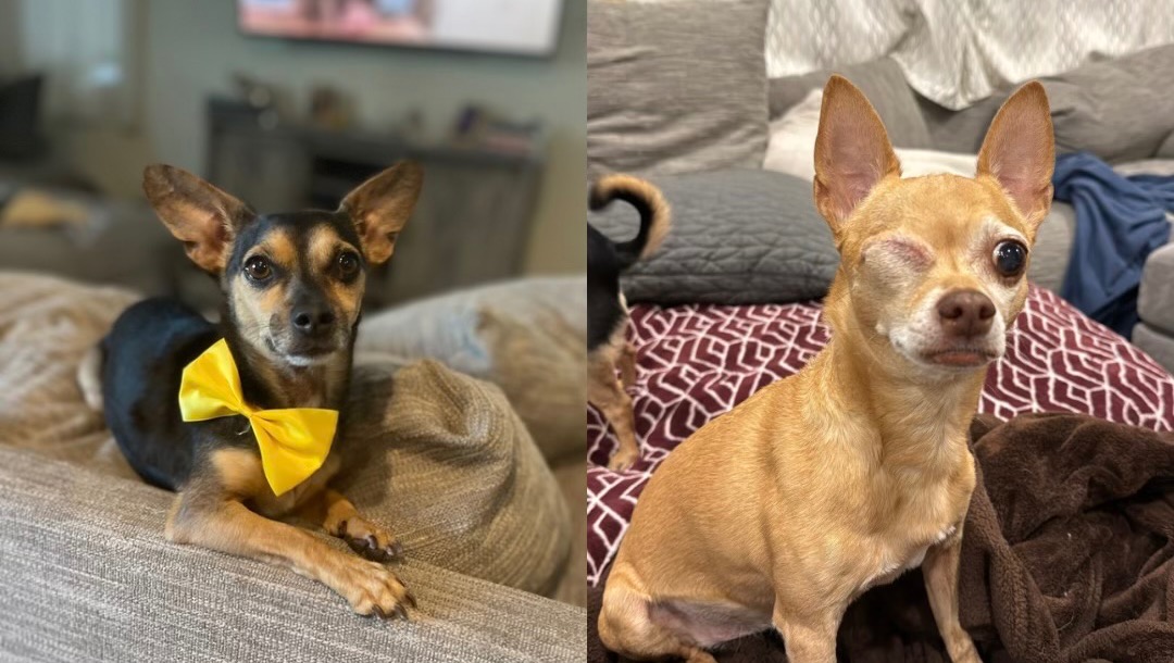 Fundraiser by Jeremy Wasserburger : Support Binx & Maxine's Road to Recovery