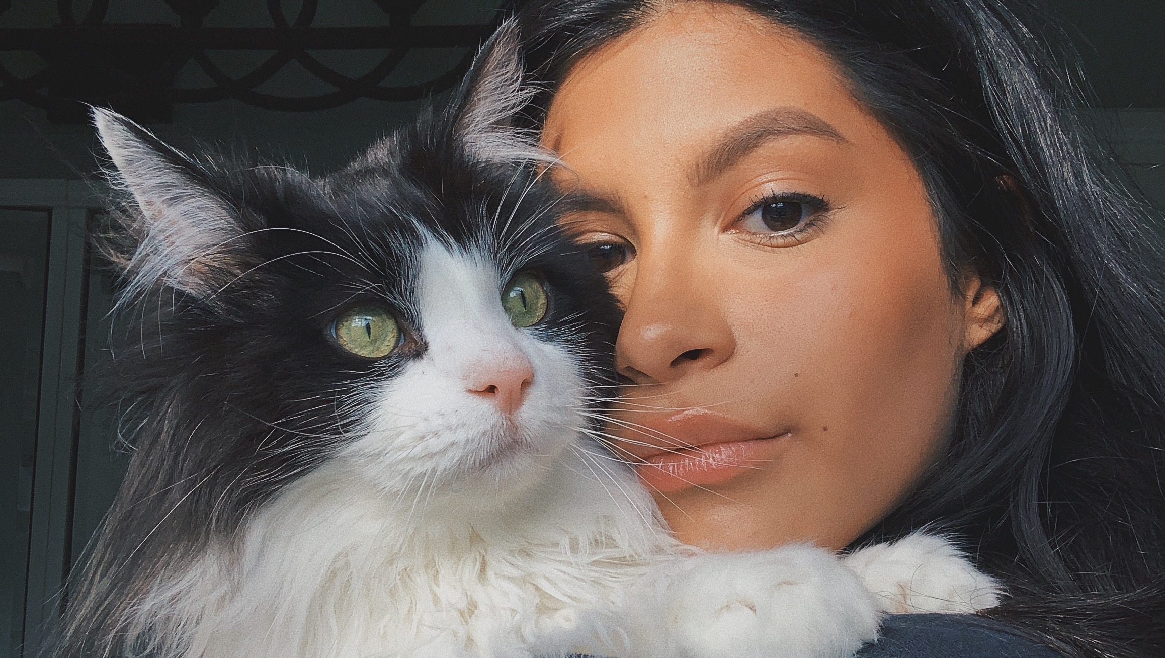 Fundraiser by Caitlin Chelette : Urgent Funds Needed for Kitty's Vet Bills