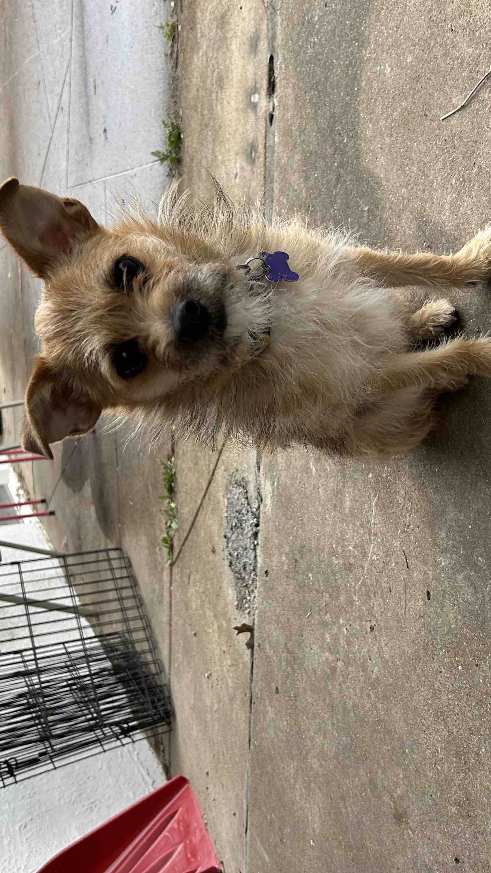 Fundraiser by Mary Kate McGraugh : Help With Peanut’s Surgery