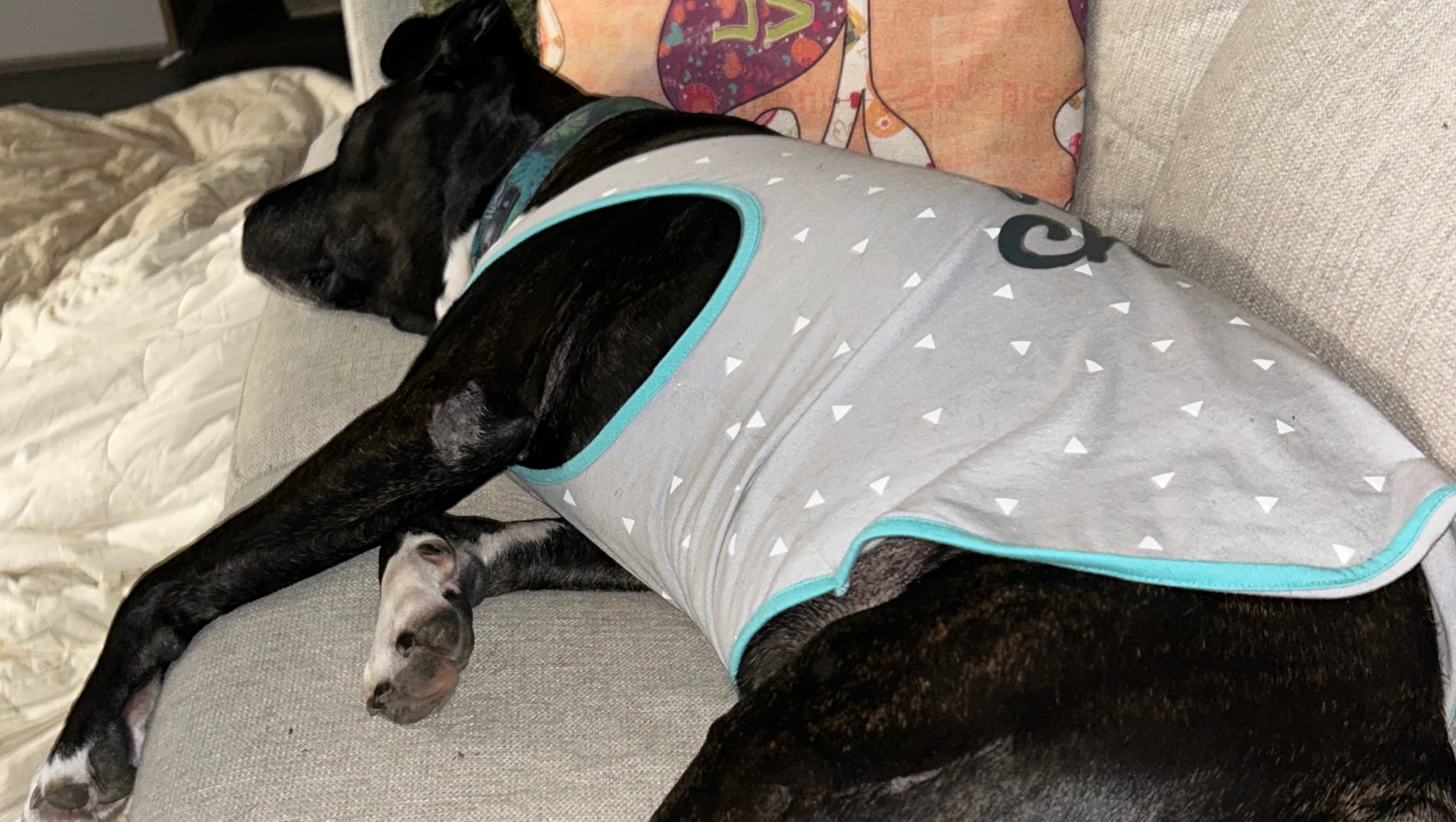 Fundraiser by Tayla Emmins : Help Nibbs live his last few moments as ...