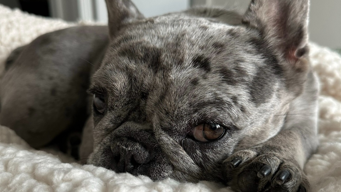 Fundraiser by Clarissa Mahony : Help Rue Walk Again - URGENT Surgery Funds
