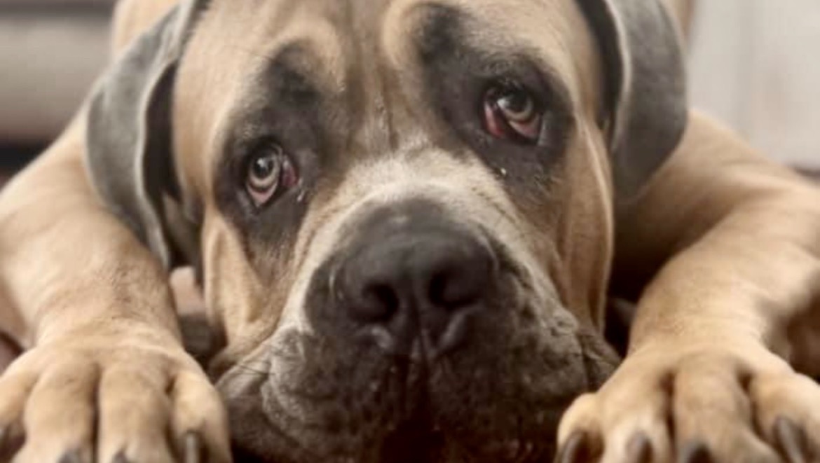 Fundraiser by Kimberly Ruff : Join the Fight to Save Deezyboy's Life