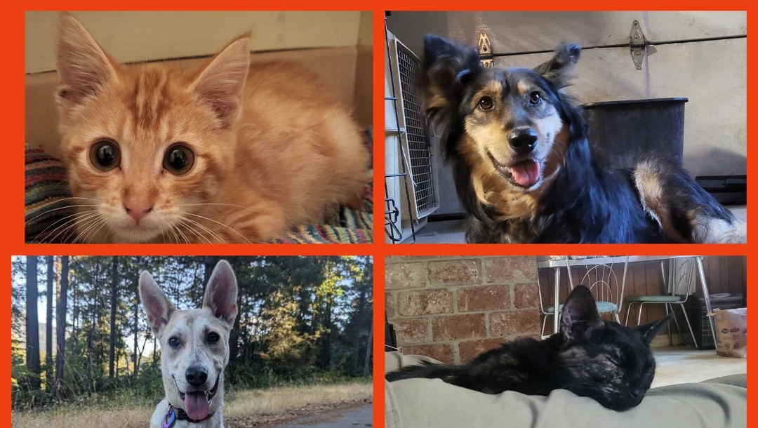 Fundraiser by Two Rivers Pet And Wildlife Welfare Services : Support ...