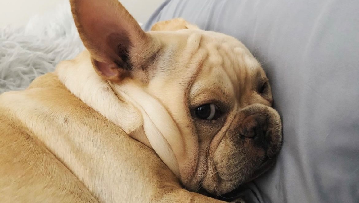 Fundraiser for Michelle Bertsch by Jazzy-Mae Torres : Help Charlie's ...