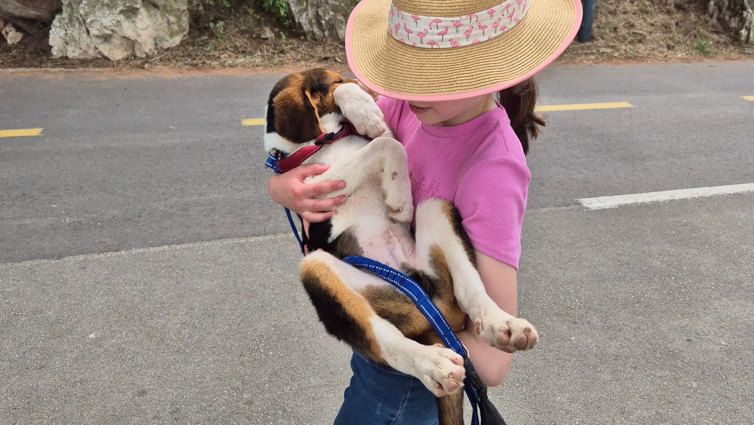 Fundraiser by Ana Matthews : NEW Beds for Shelter Dogs!