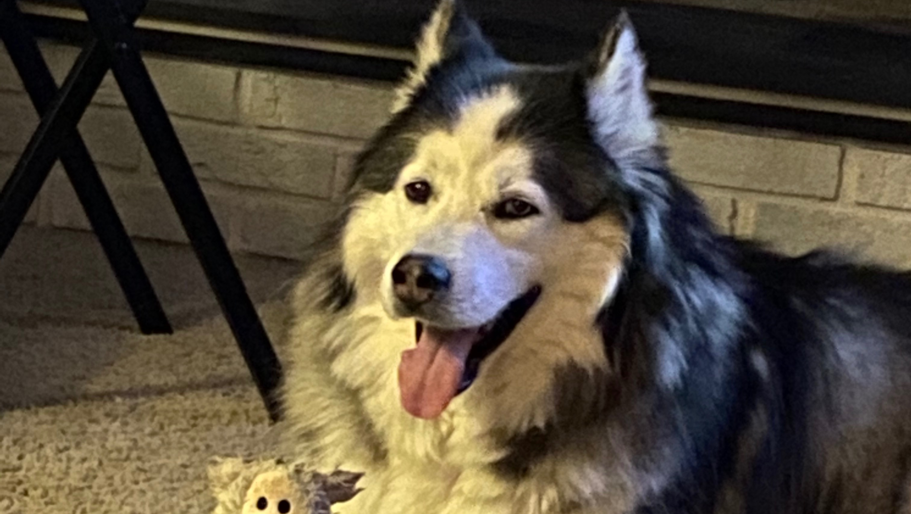 Fundraiser by Bonny Smit : Support Sammy's Comfort in His Golden Years