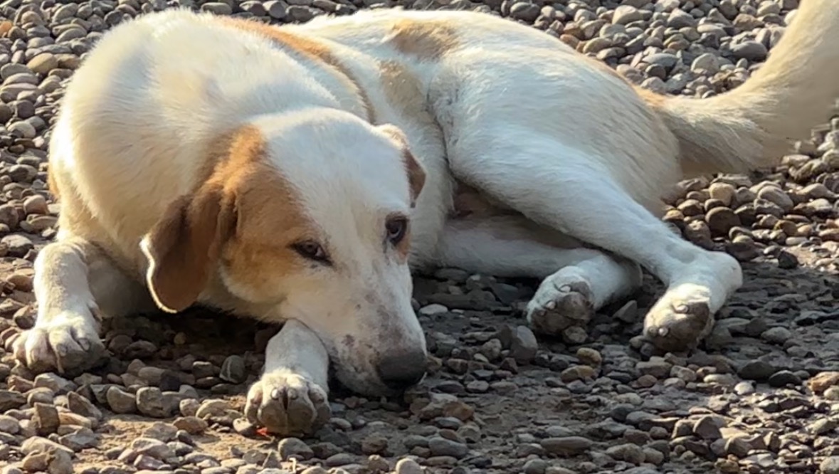 Fundraiser by Johnathan Belmonte : Join Monte's Effort to Save Iraqi dog