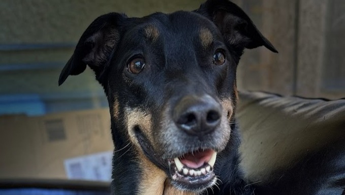 Fundraiser by Jake Bachman : Join Otto's Fight for Mobility