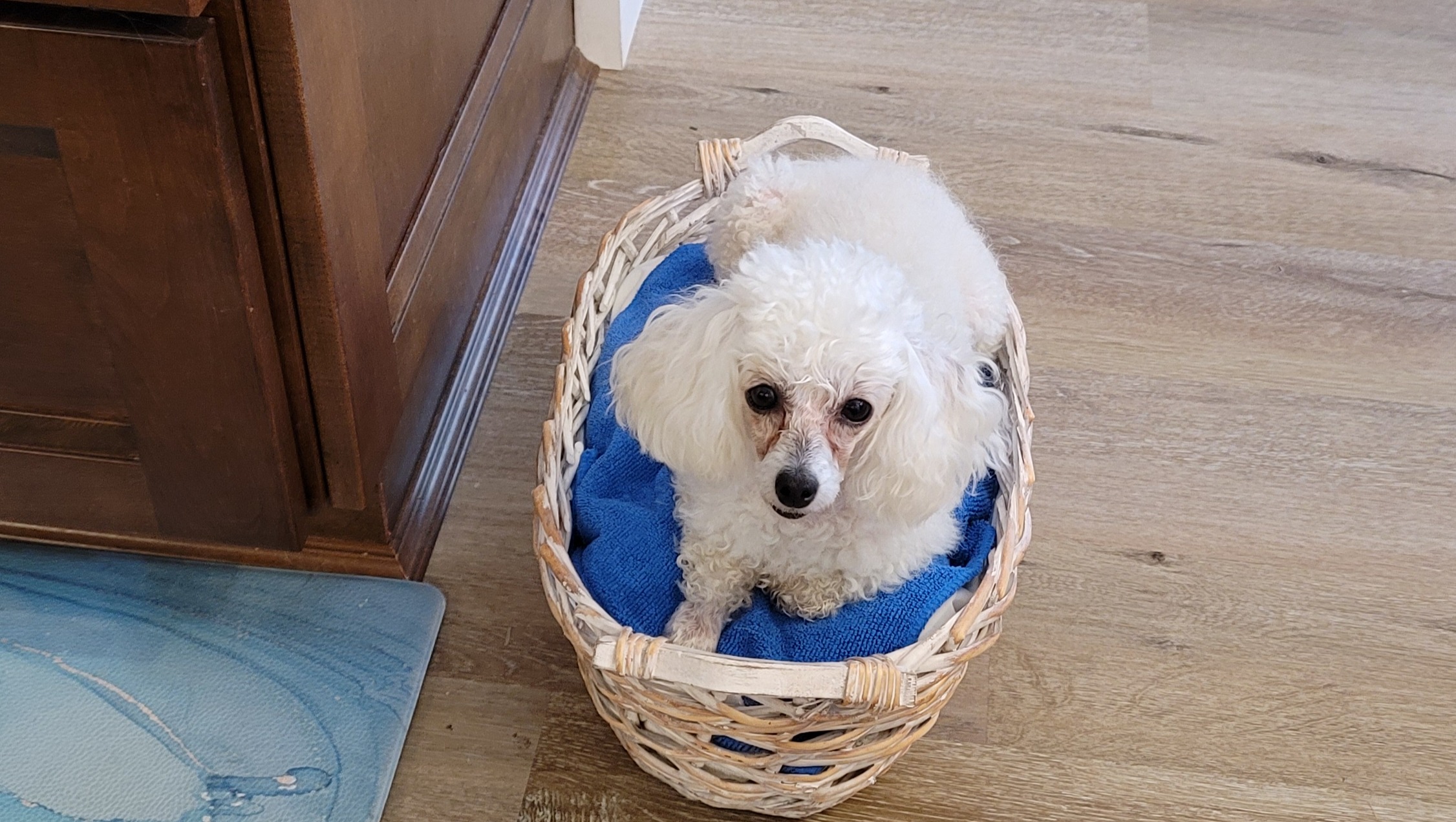 Fundraiser by Krista Graves : Support Dante's Urgent Dental Care