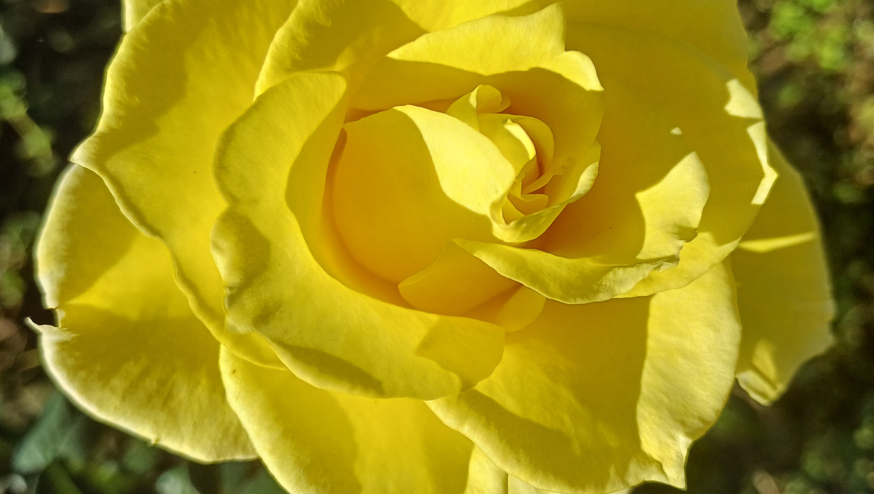 Fundraiser by Vicky Macdonald : Kirri needs your help