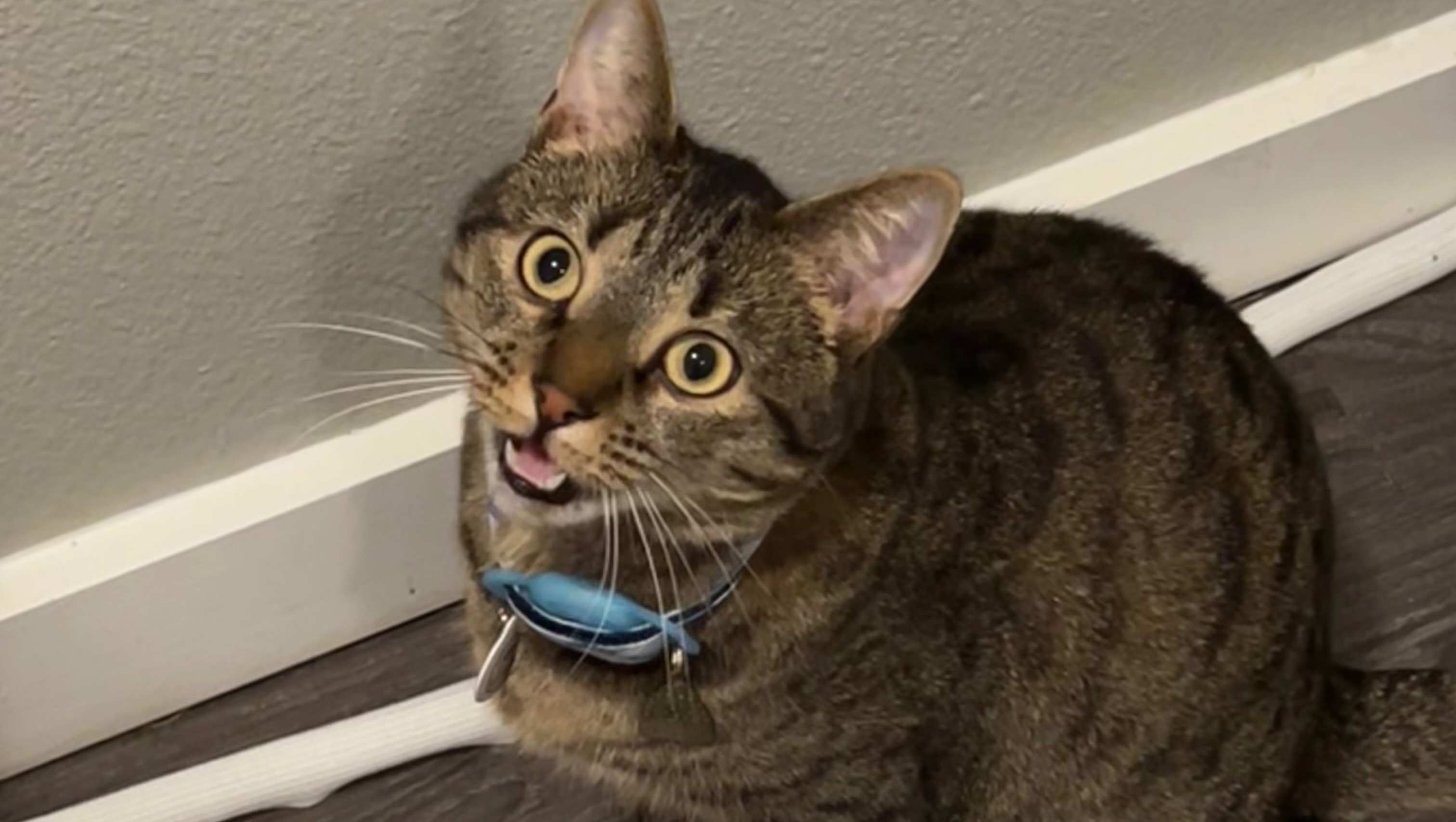 Fundraiser by Tony Leong : Support Figg's Emergency Medical Fund